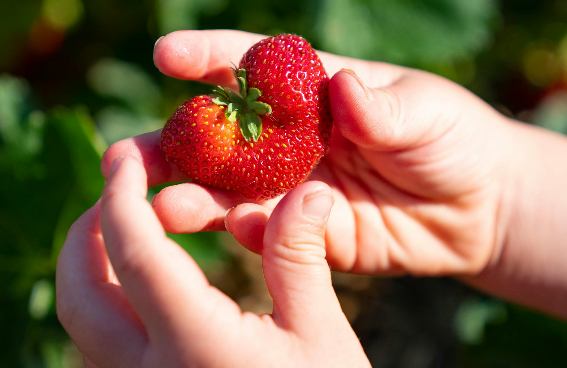 It's already berry season, so hurry: Where to pick your own berries