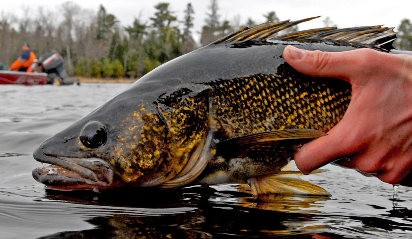 Anderson: Two-fish walleye and bass limits obscure real issue on Mille Lacs