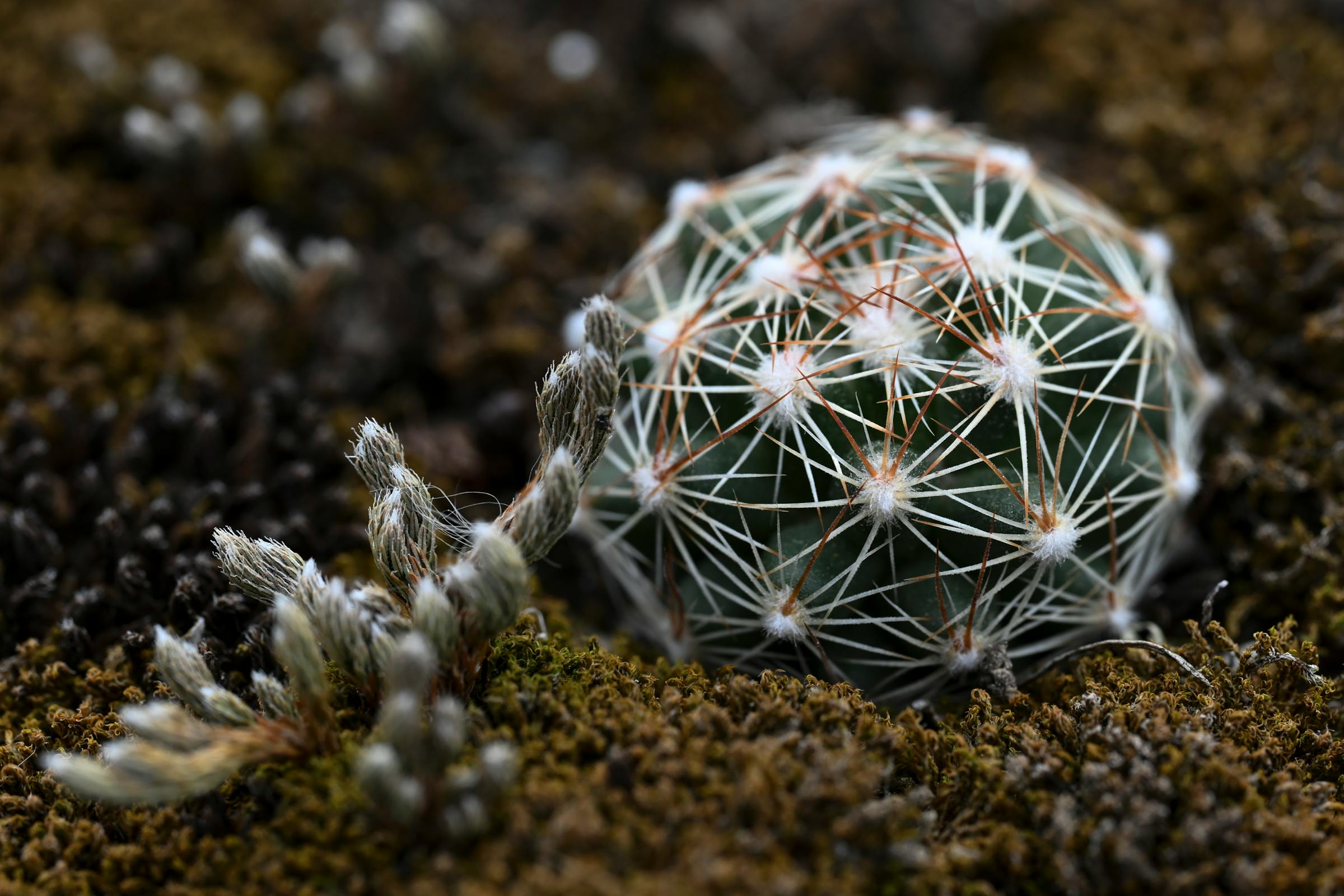 In a rocky corner of Minnesota, botanists race to save imperiled cactus