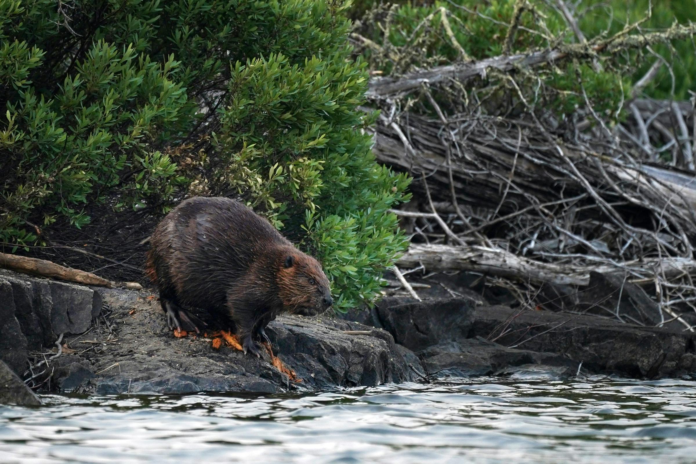 How beavers survive Minnesota winters with well-built lodges