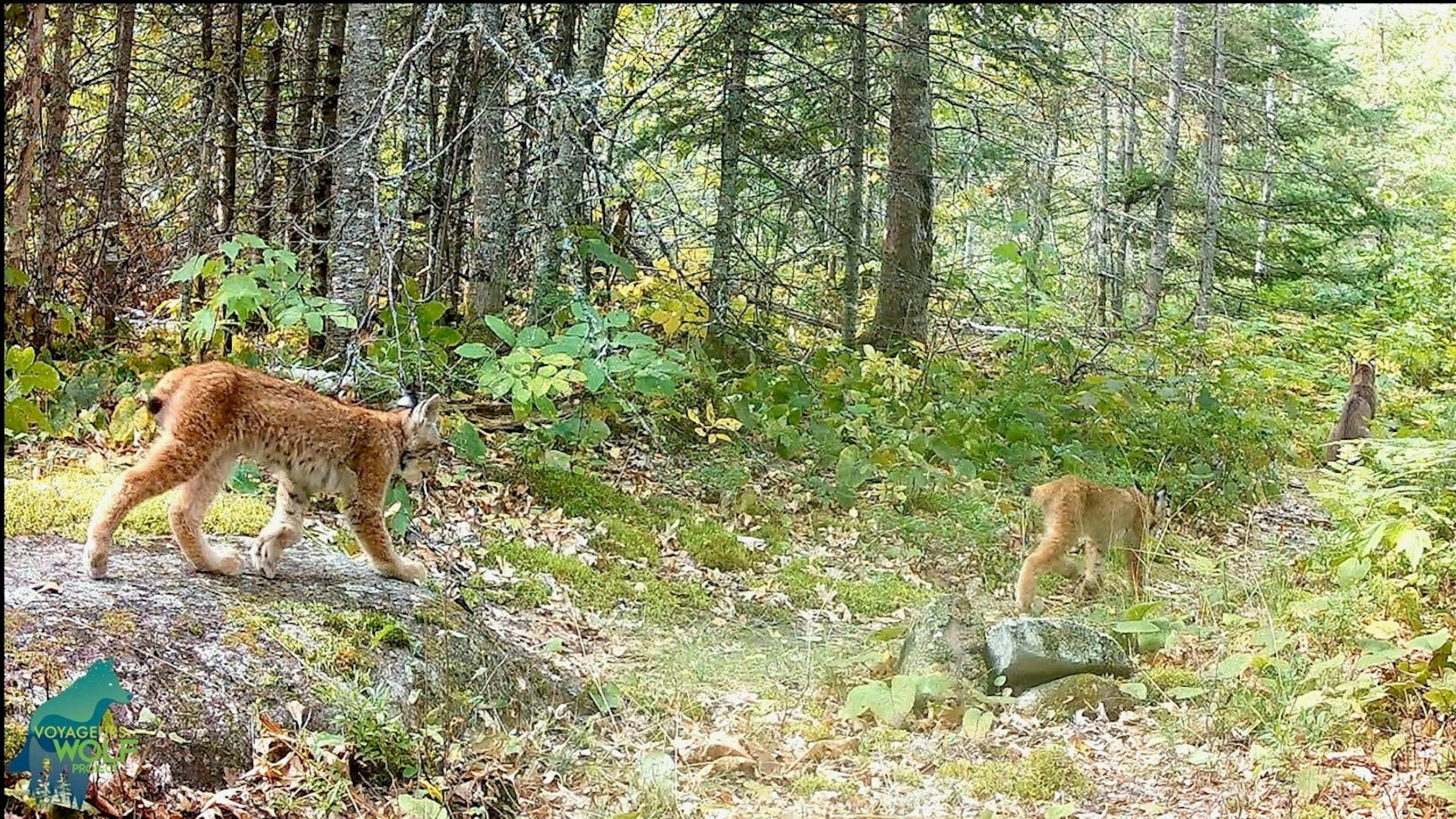 Rare MN lynx kittens spotted in Voyageurs National Park for first time ...