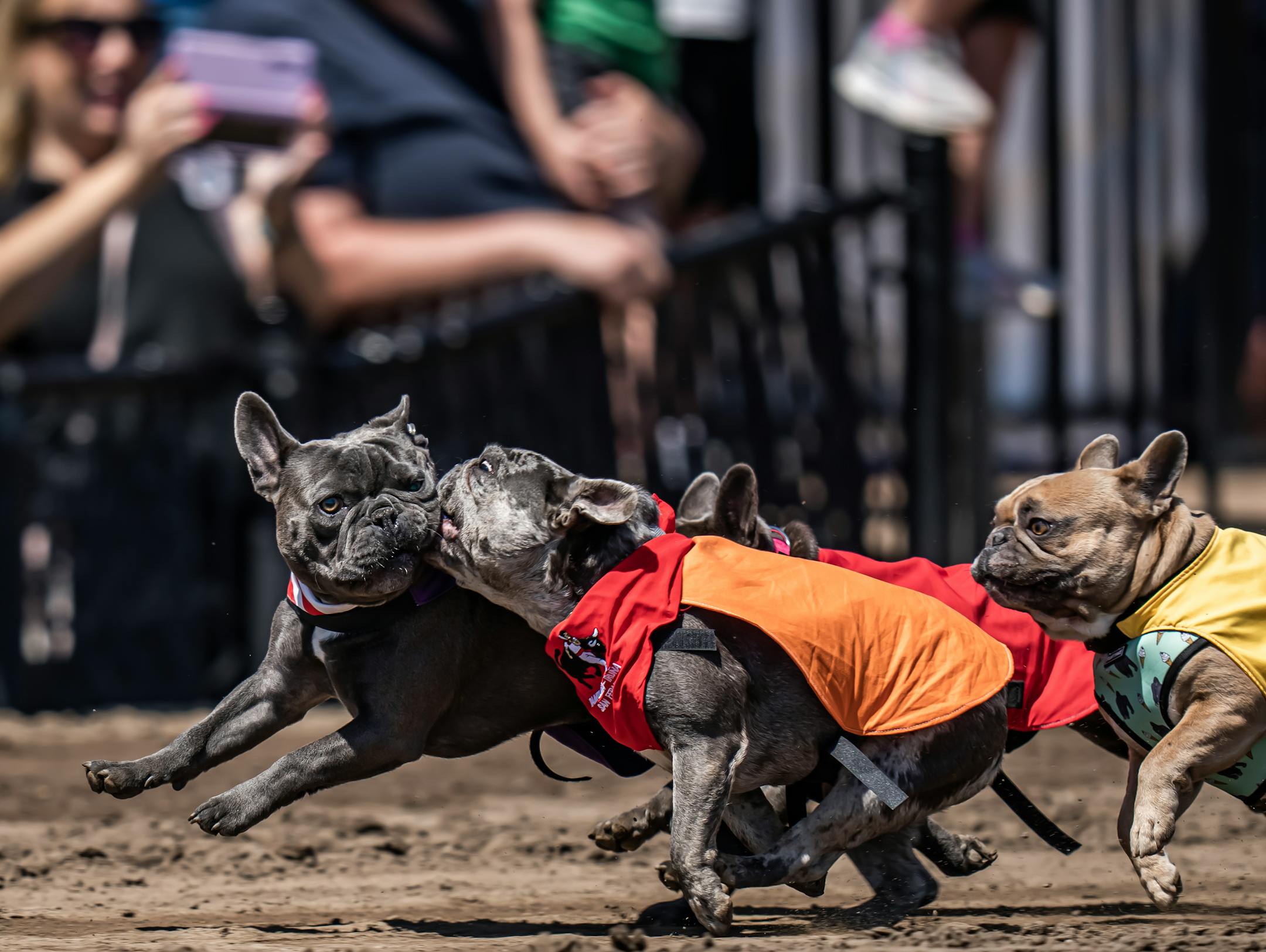 Dogs — from bulldogs to corgis — race the track at Canterbury Park