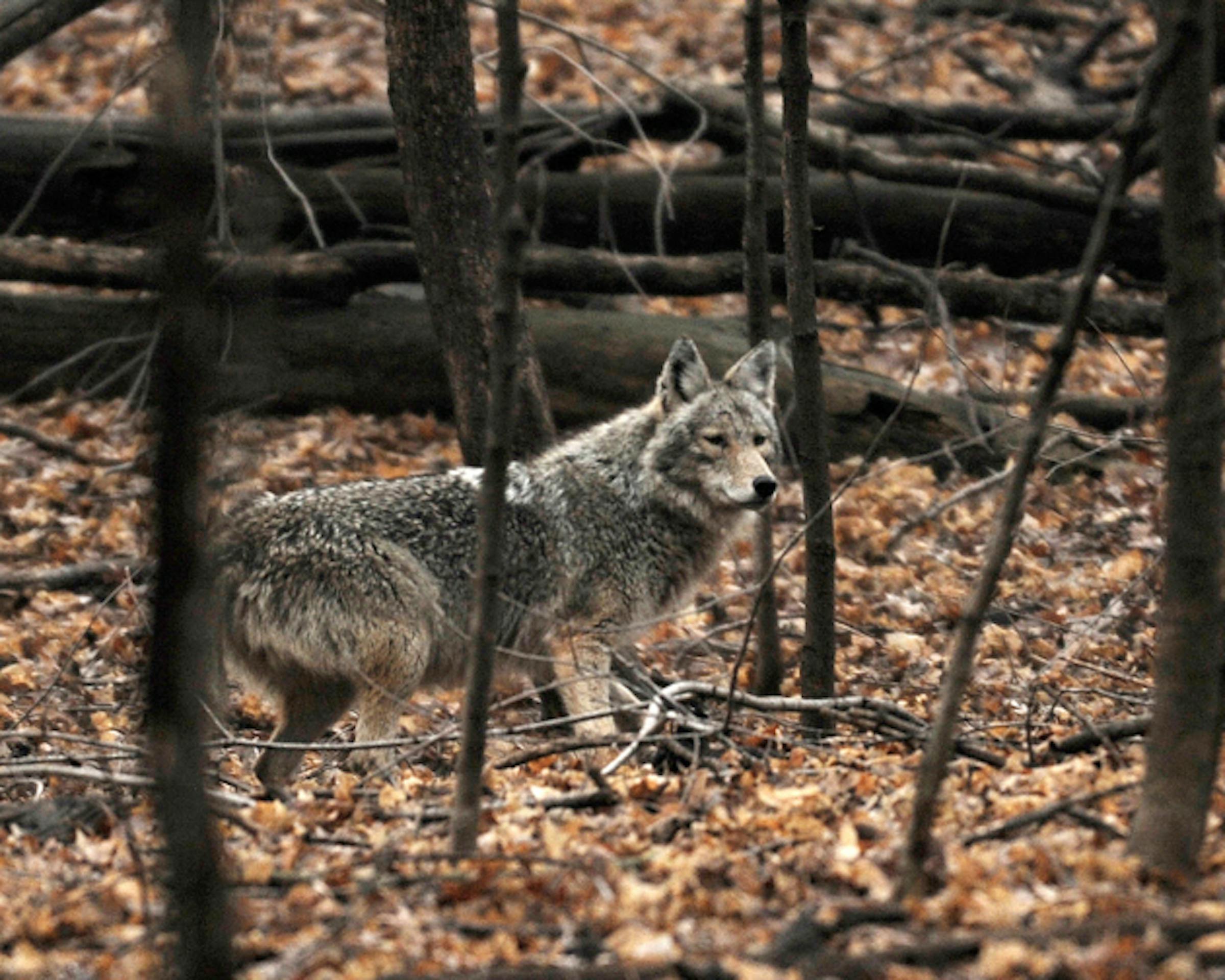 Coyote? Wolf? Coywolf?