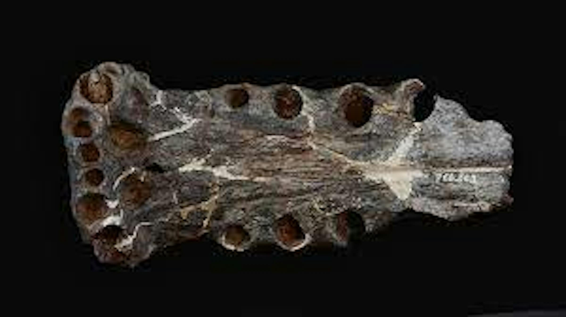 Which rock will rule in Minnesota? Vote to decide what our state fossil ...