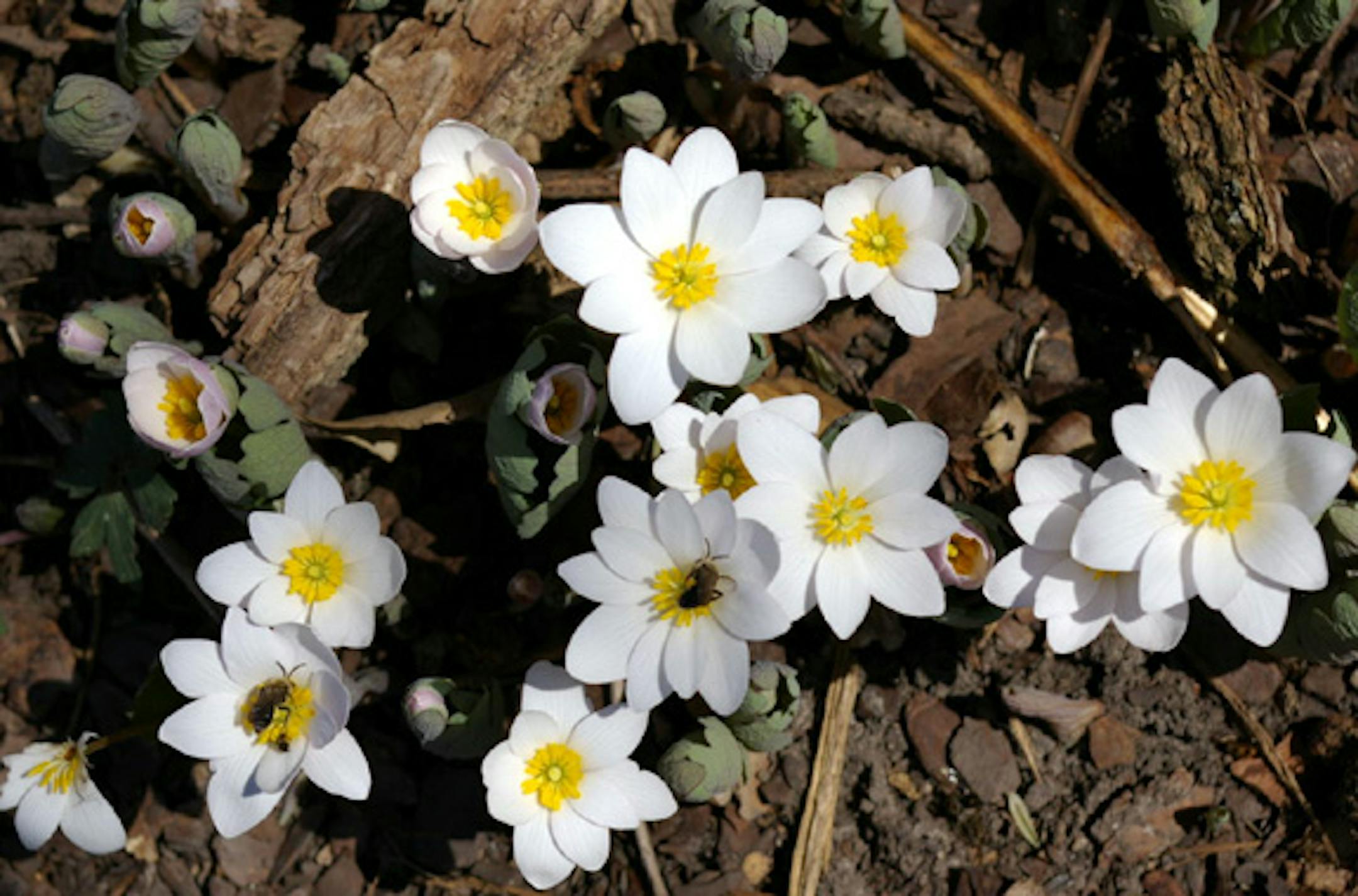 A guide to spring woodland flowers in Minnesota