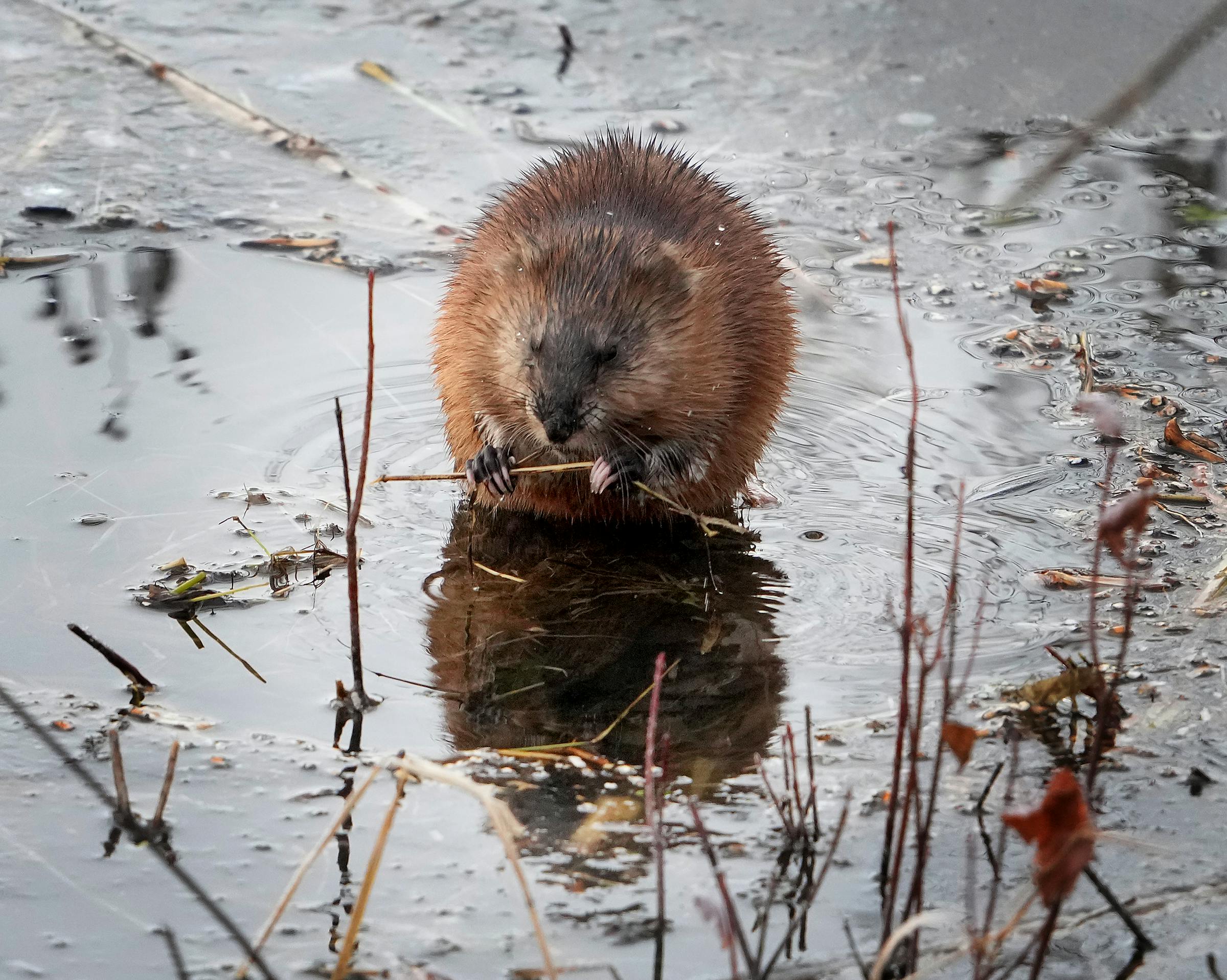 Record-low trapping numbers may point to trouble for Minnesota muskrats