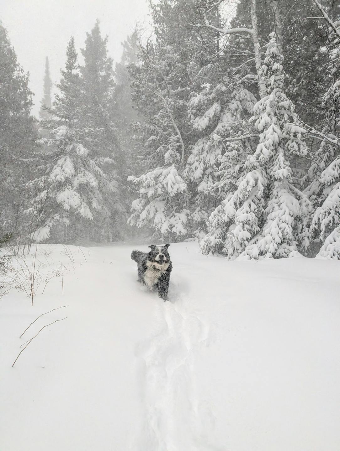 Massive snowfall on North Shore didn't break any records