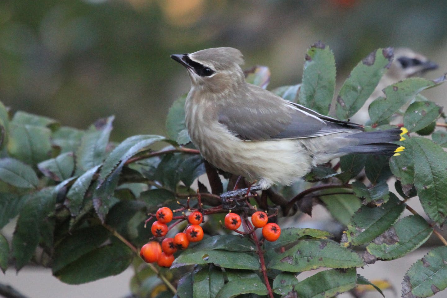 Fledgling birds learn life's lessons on the fly