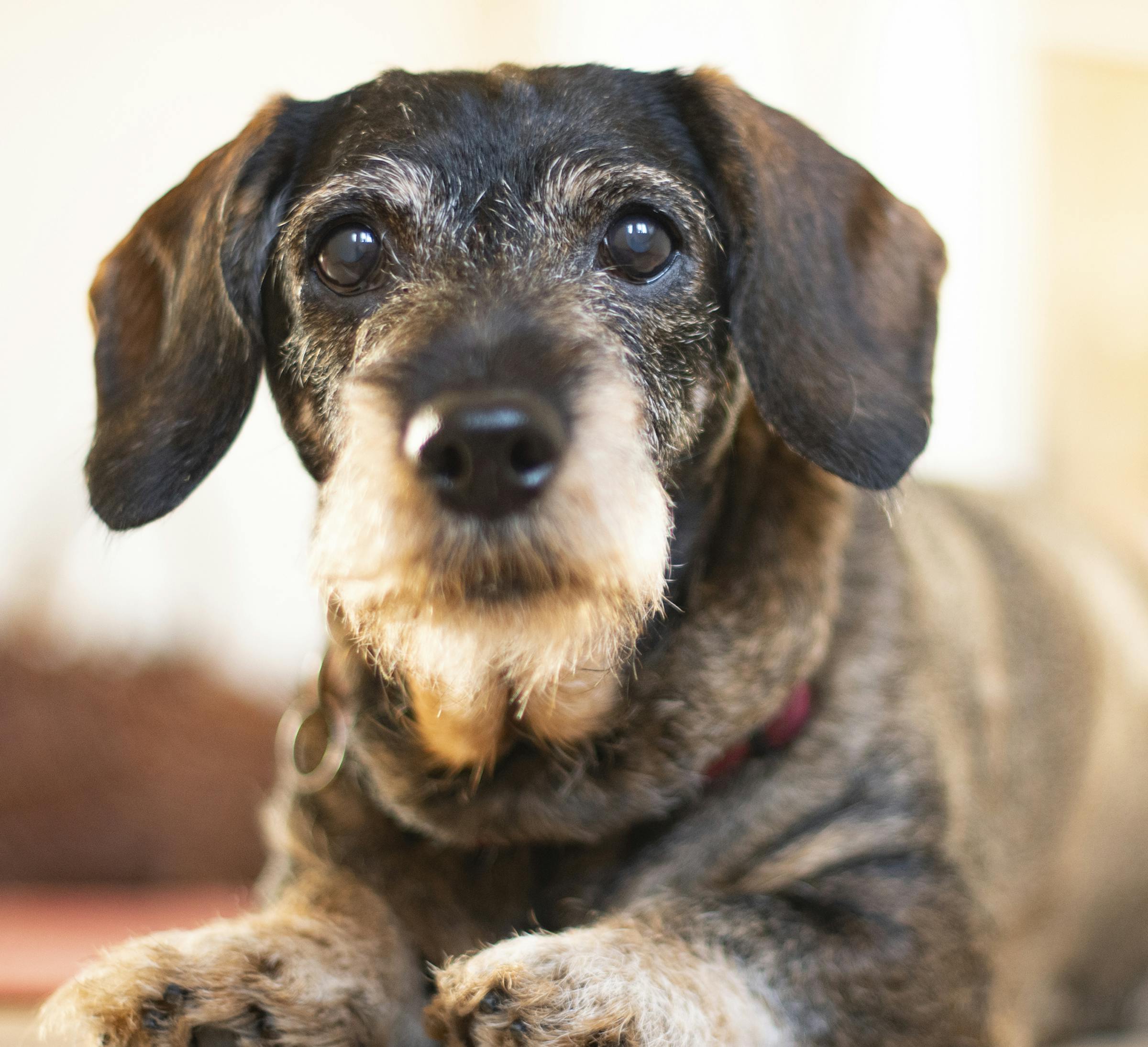Getting a better understanding of the aging process in dogs