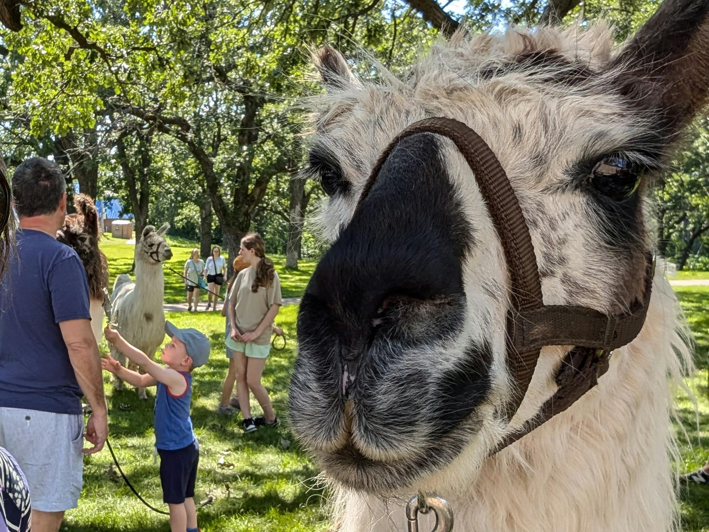 Jennifer Brooks: Check out the llamas all summer long at Hennepin ...