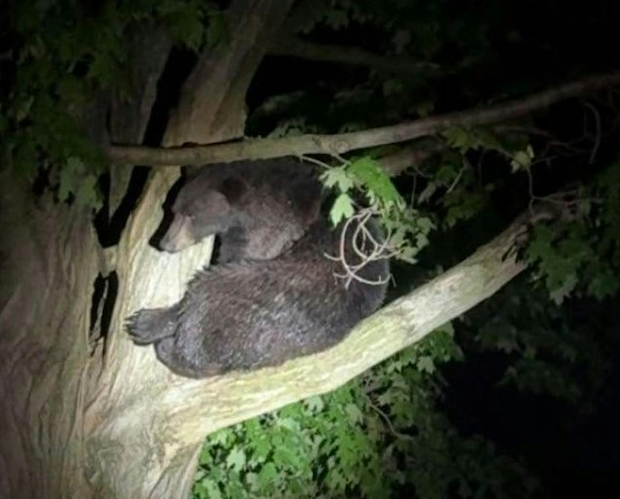MN mourns Todd, bear whose roaming spread internet warm and fuzzies