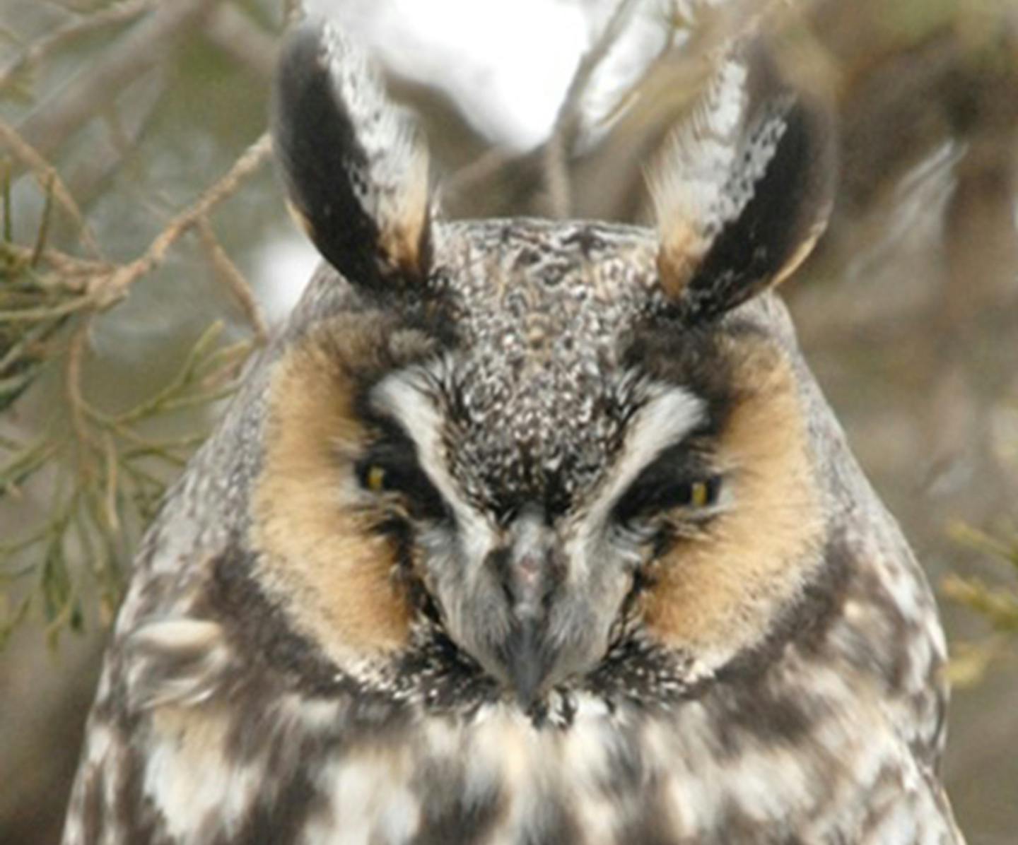 Why do some birds have 'ears'?