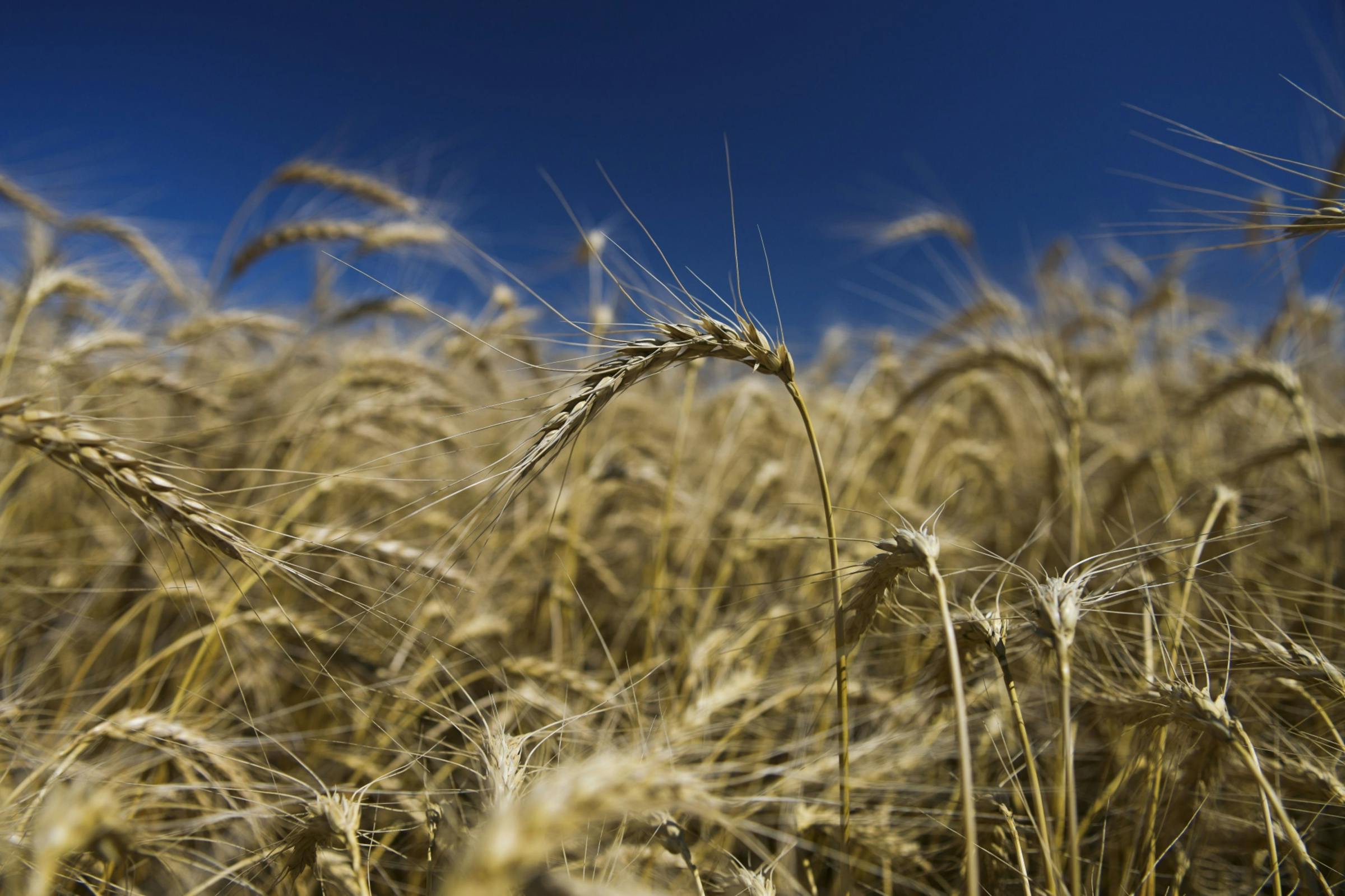 Government wants tractors back from Minnesota organic farmer accused of ...