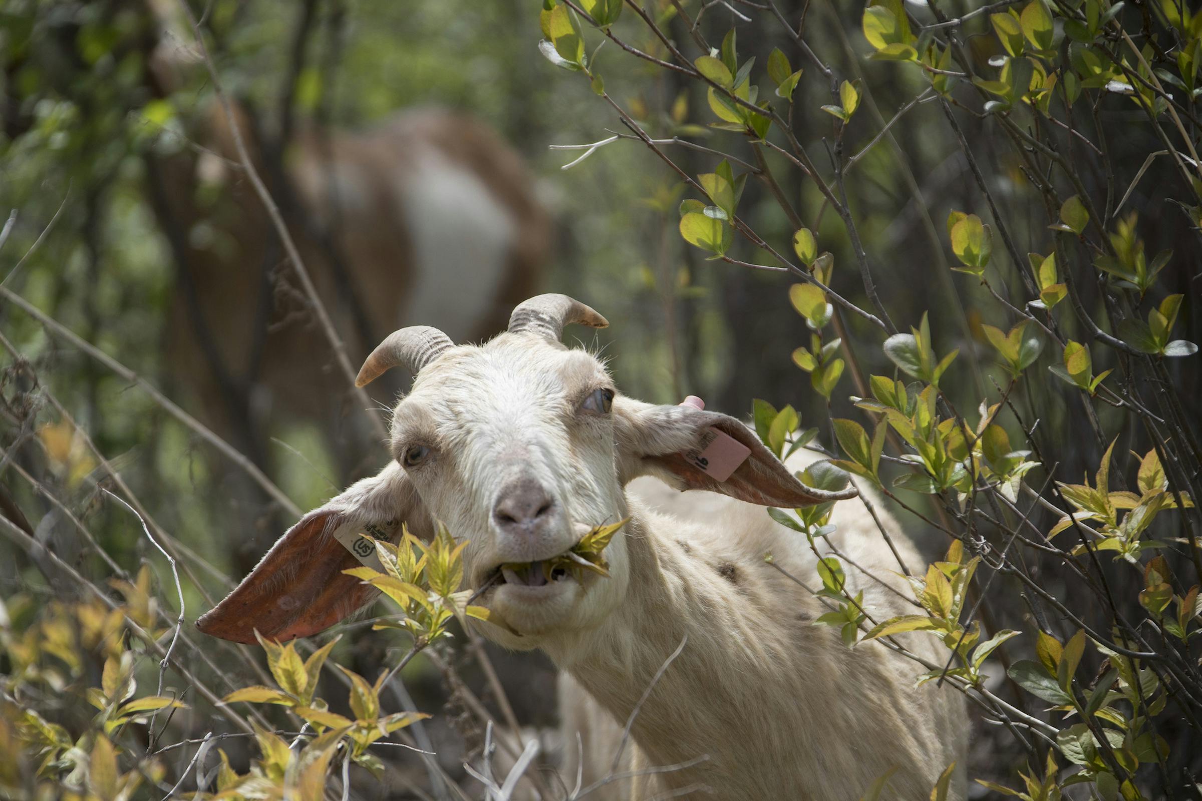 Goats at work: St. Paul's weed-eating brigade moves to Crosby Farm ...