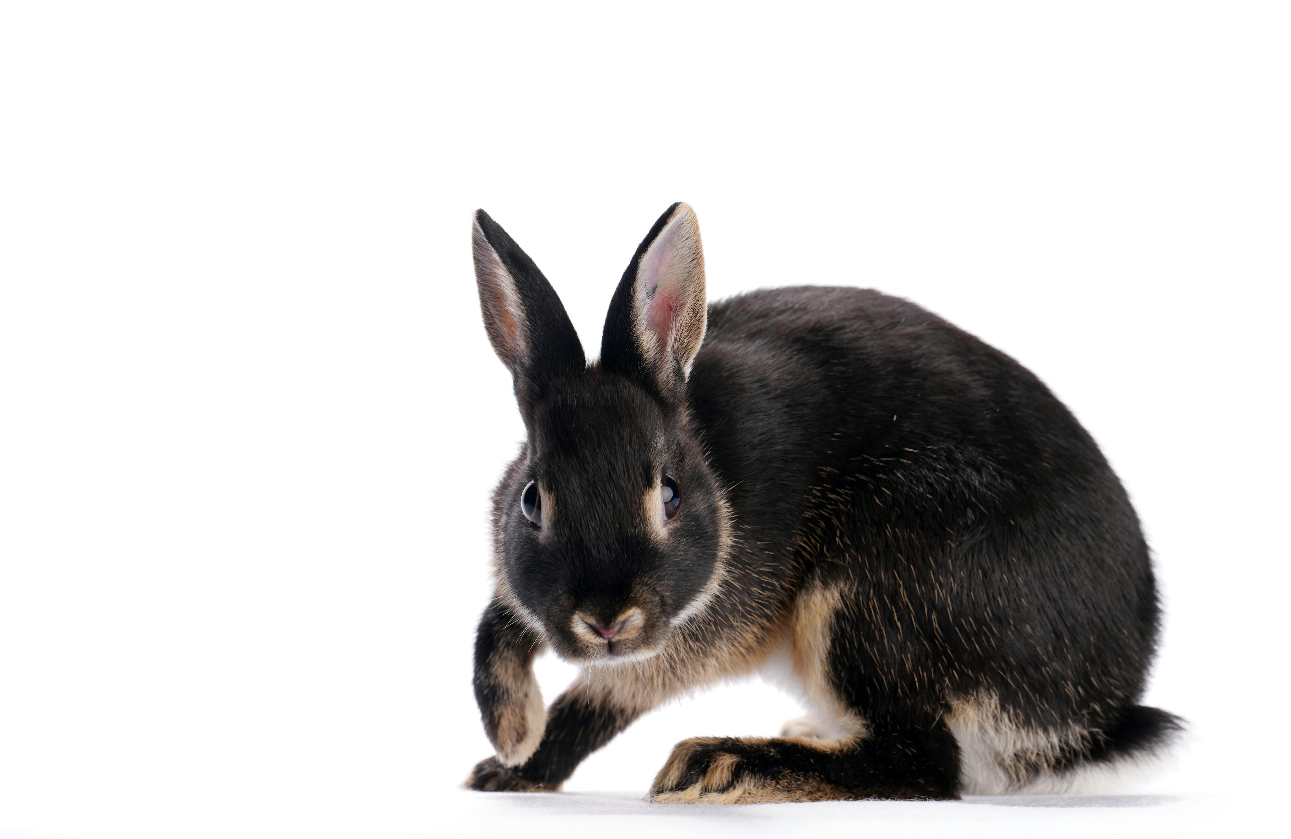 Portraits of Minnesota State Fair rabbits