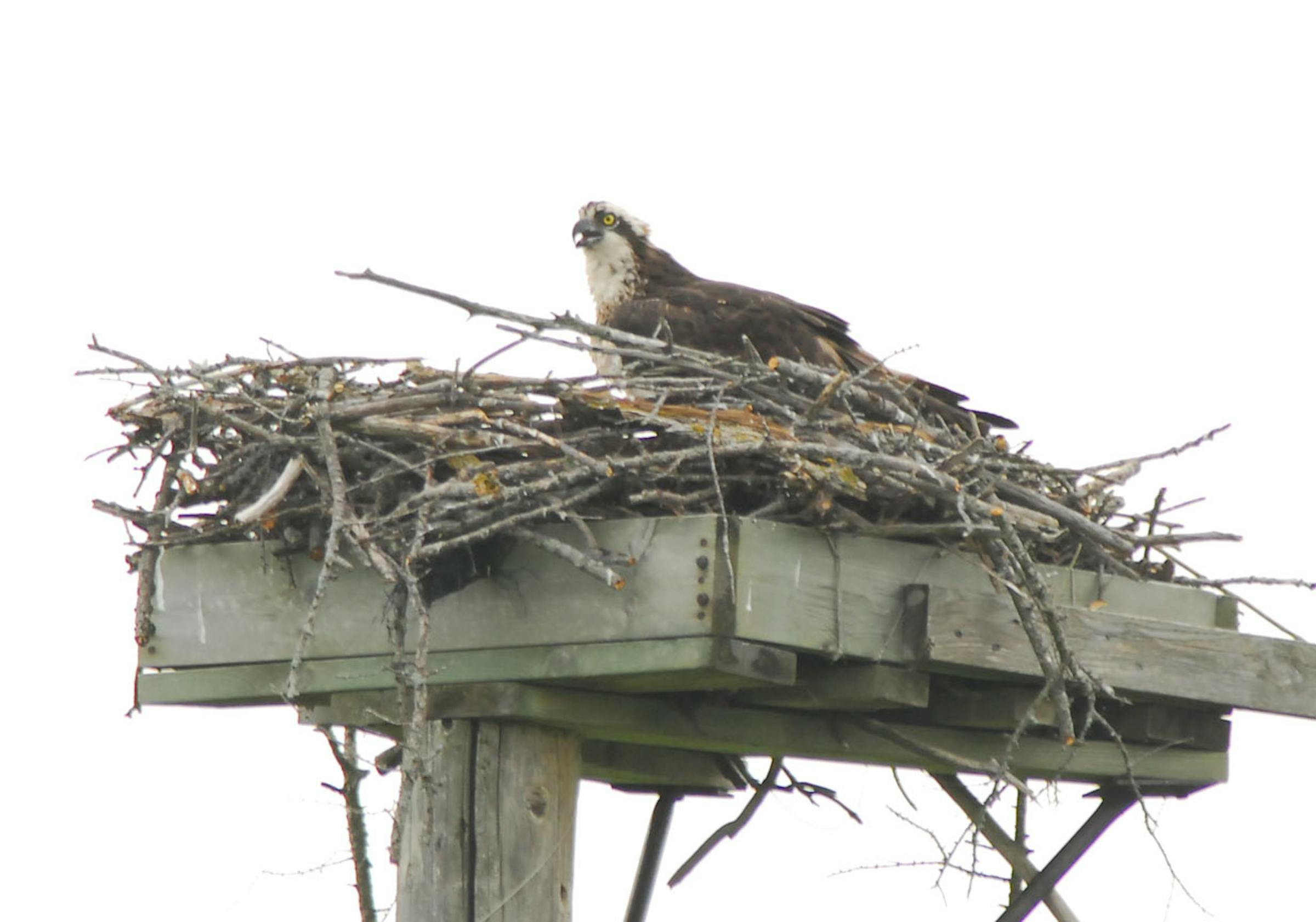 Look for raptor nests in city limits