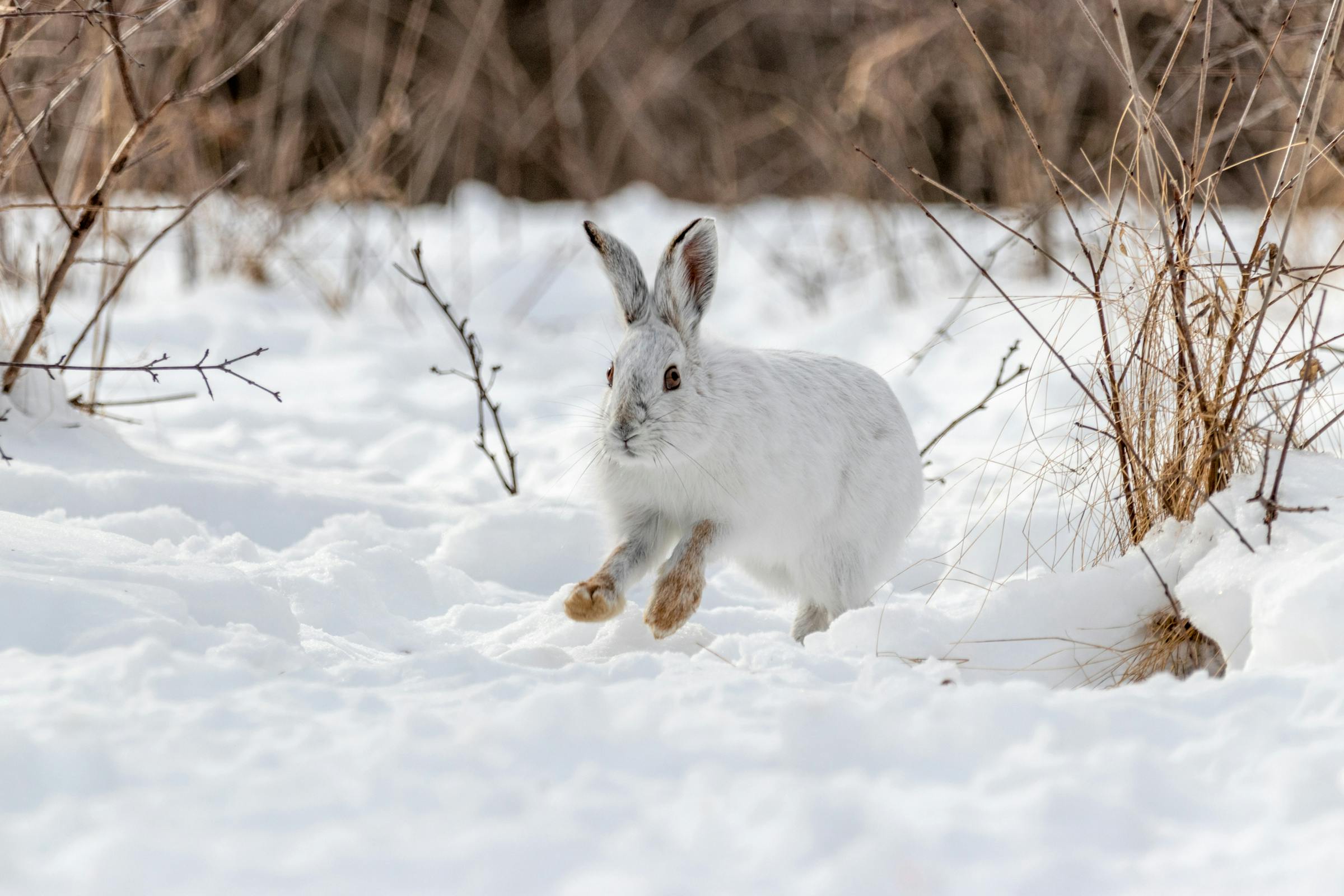Color-changing fur helps some animals stay safe in Minnesota