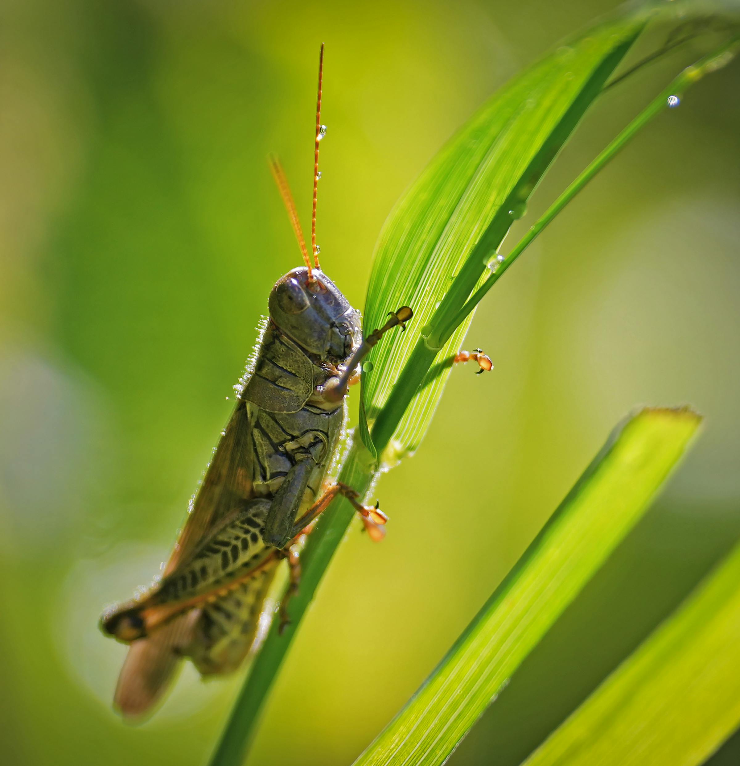 Flying and chirping: Why Minnesota grasshoppers, crickets and other ...