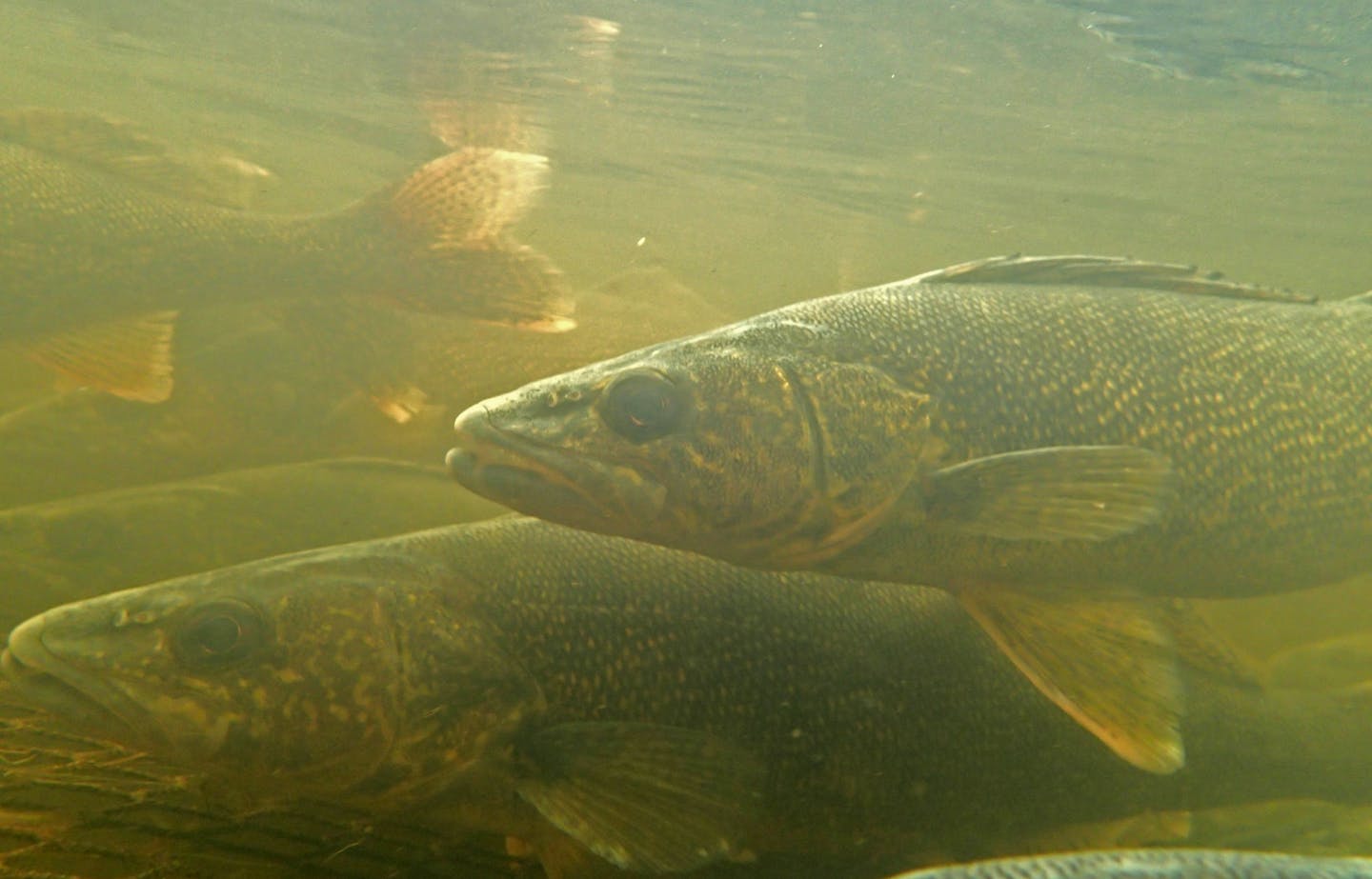 Anderson: Tomorrow's walleyes from today's DNR stocking
