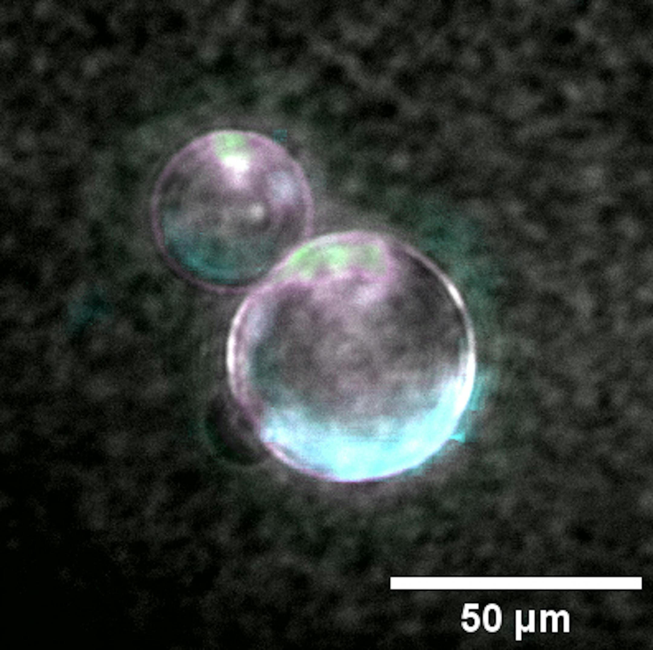 University of Minnesota researcher creates synthetic cell that could ...