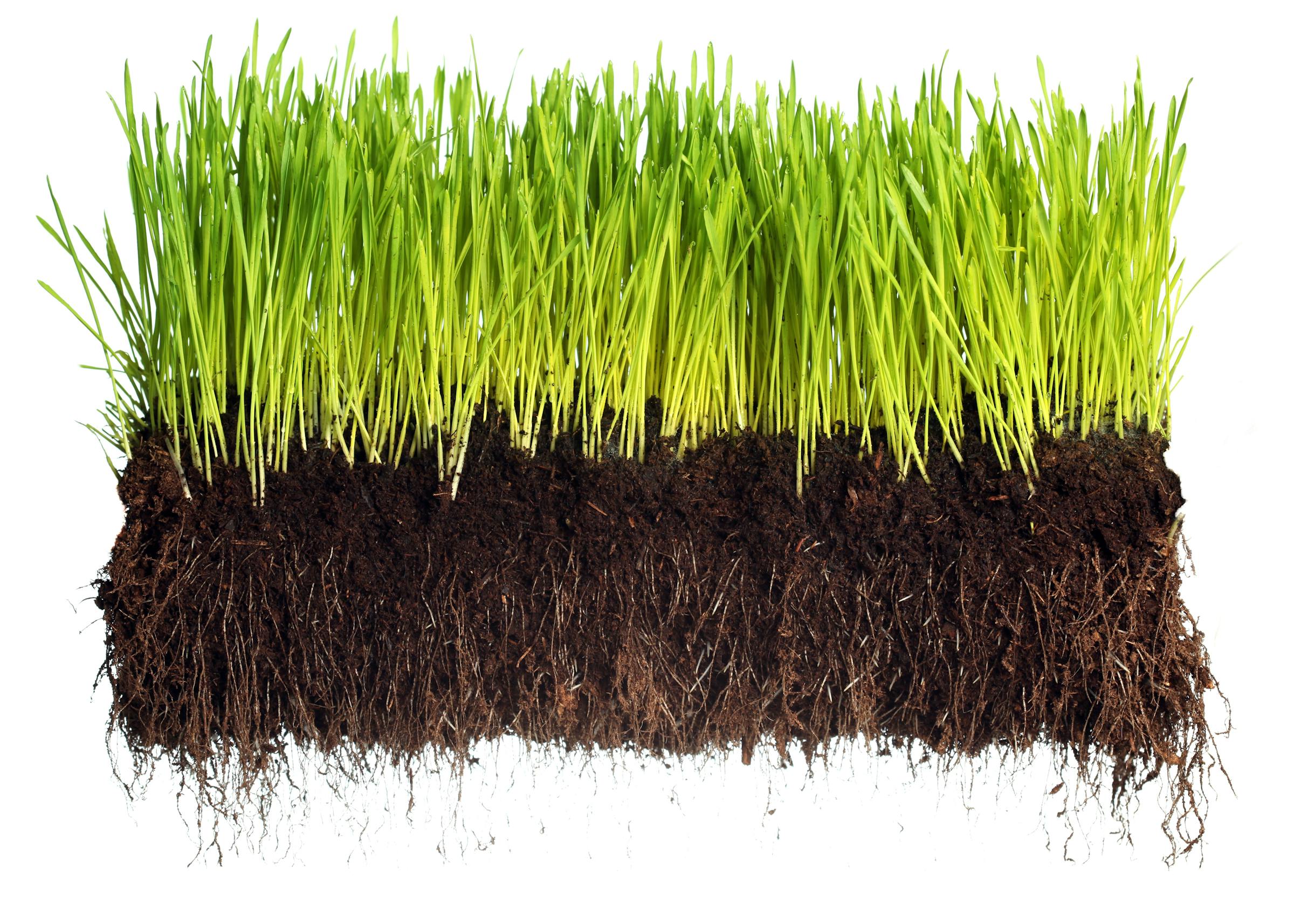 When's the best time for lawn care? Right now