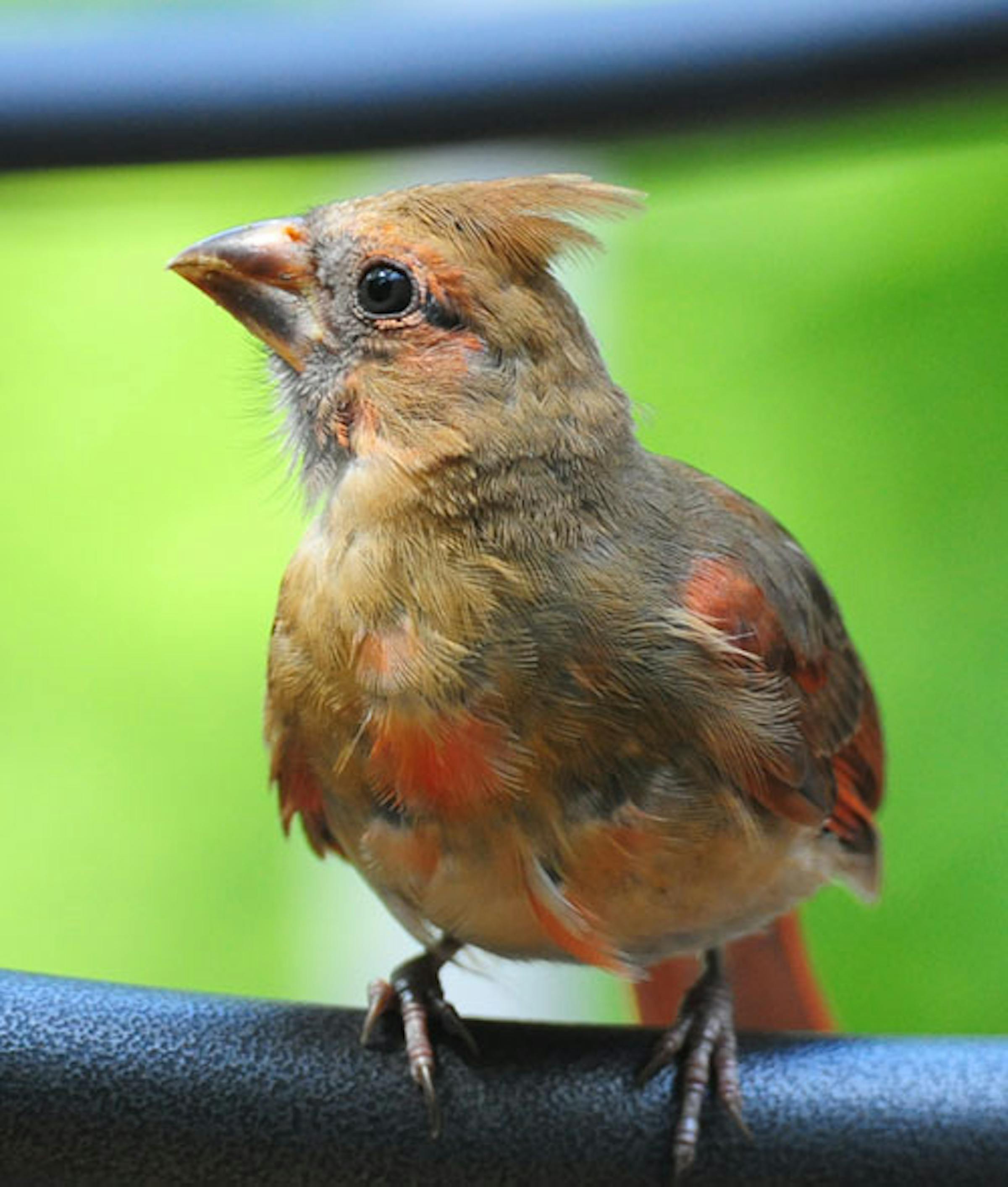 Clues to aging birds at the feeders