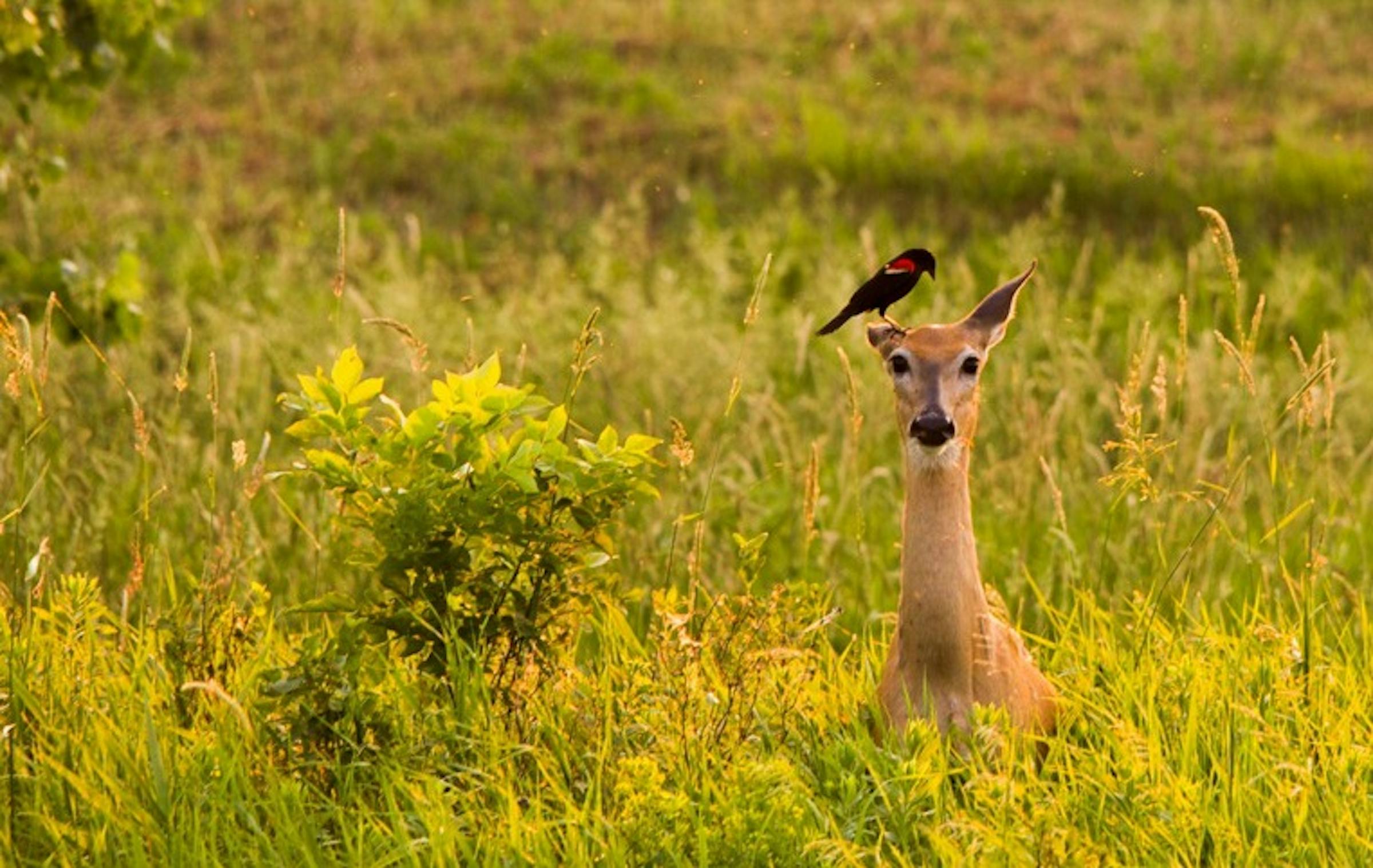 Guide to Minnesota's 13 national wildlife refuges