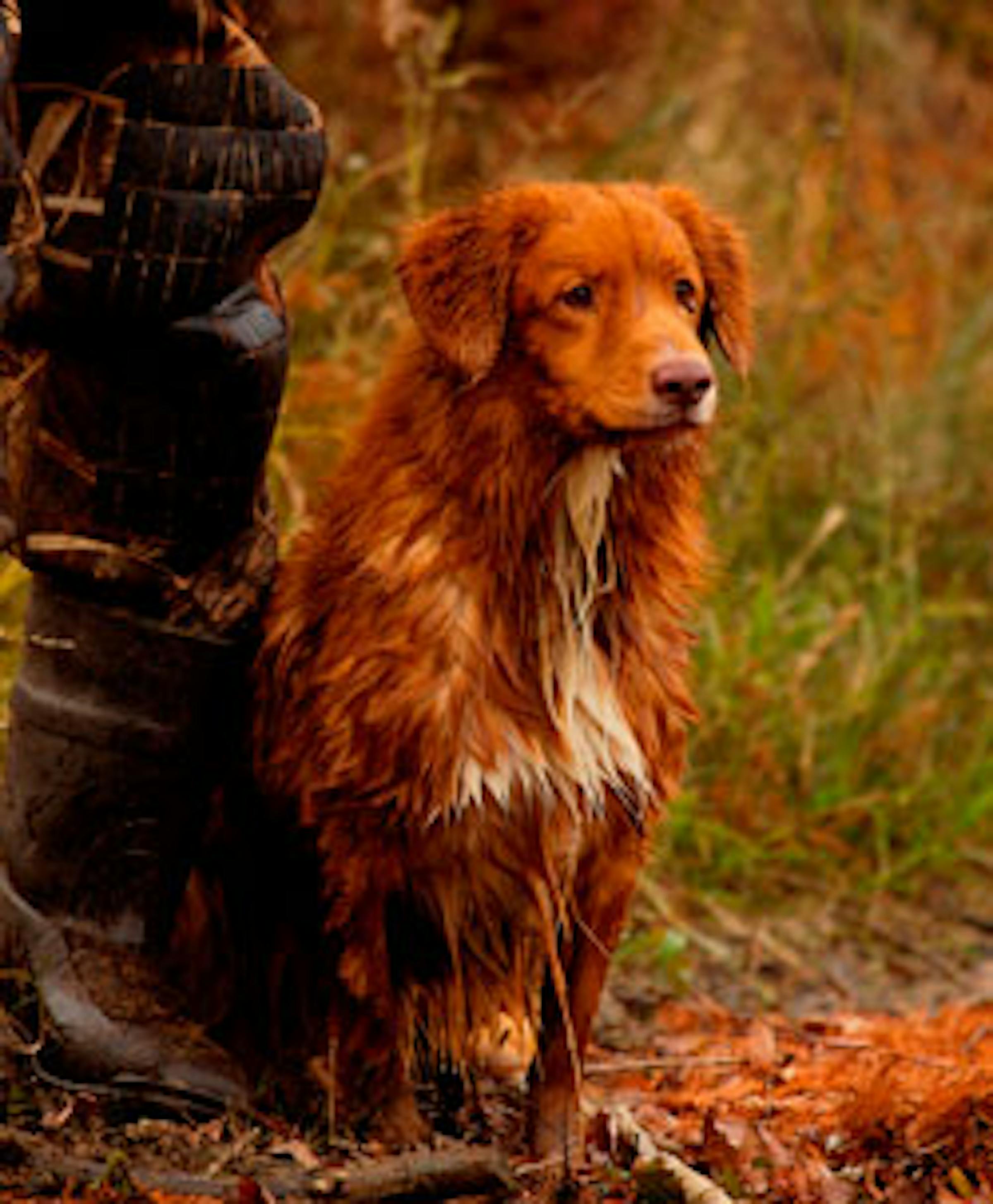 AKC's 28 Sporting Breeds and Their Owners