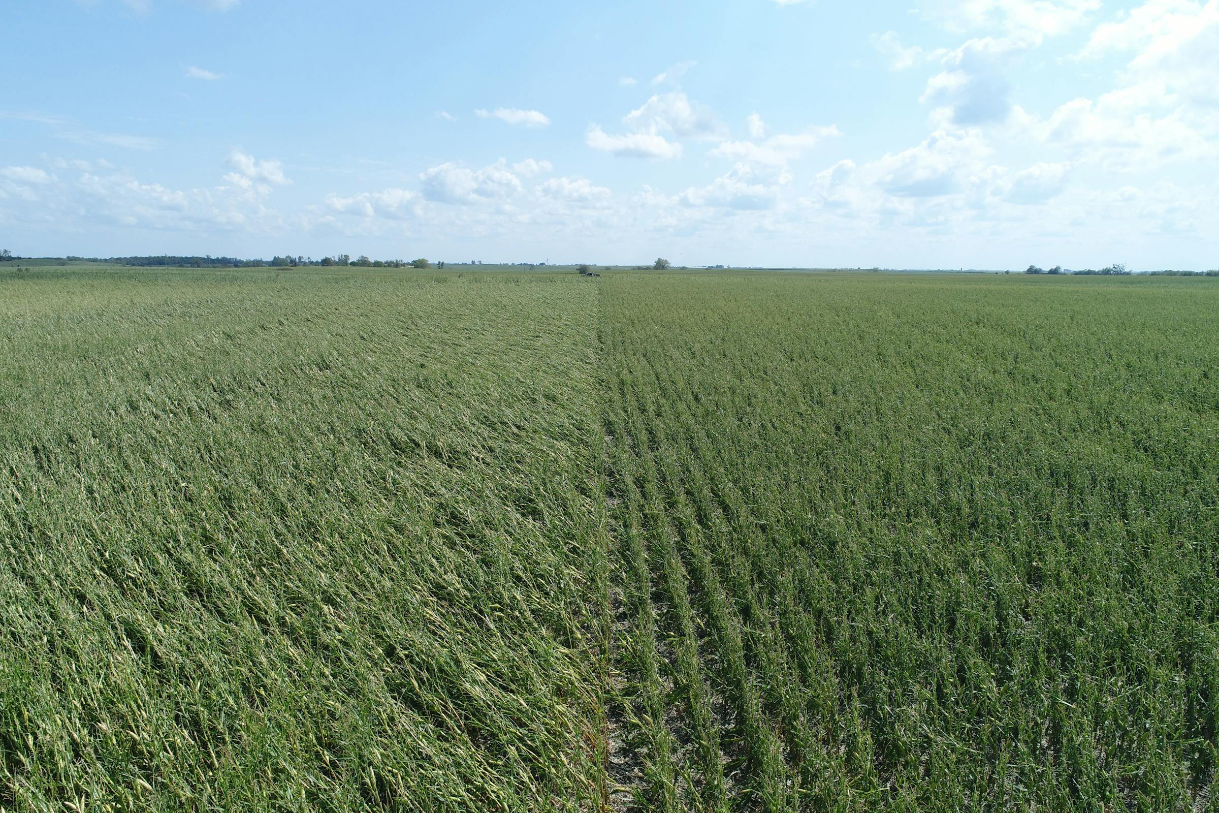 Evan Ramstad: In a big change to nation’s corn, you might soon see ...