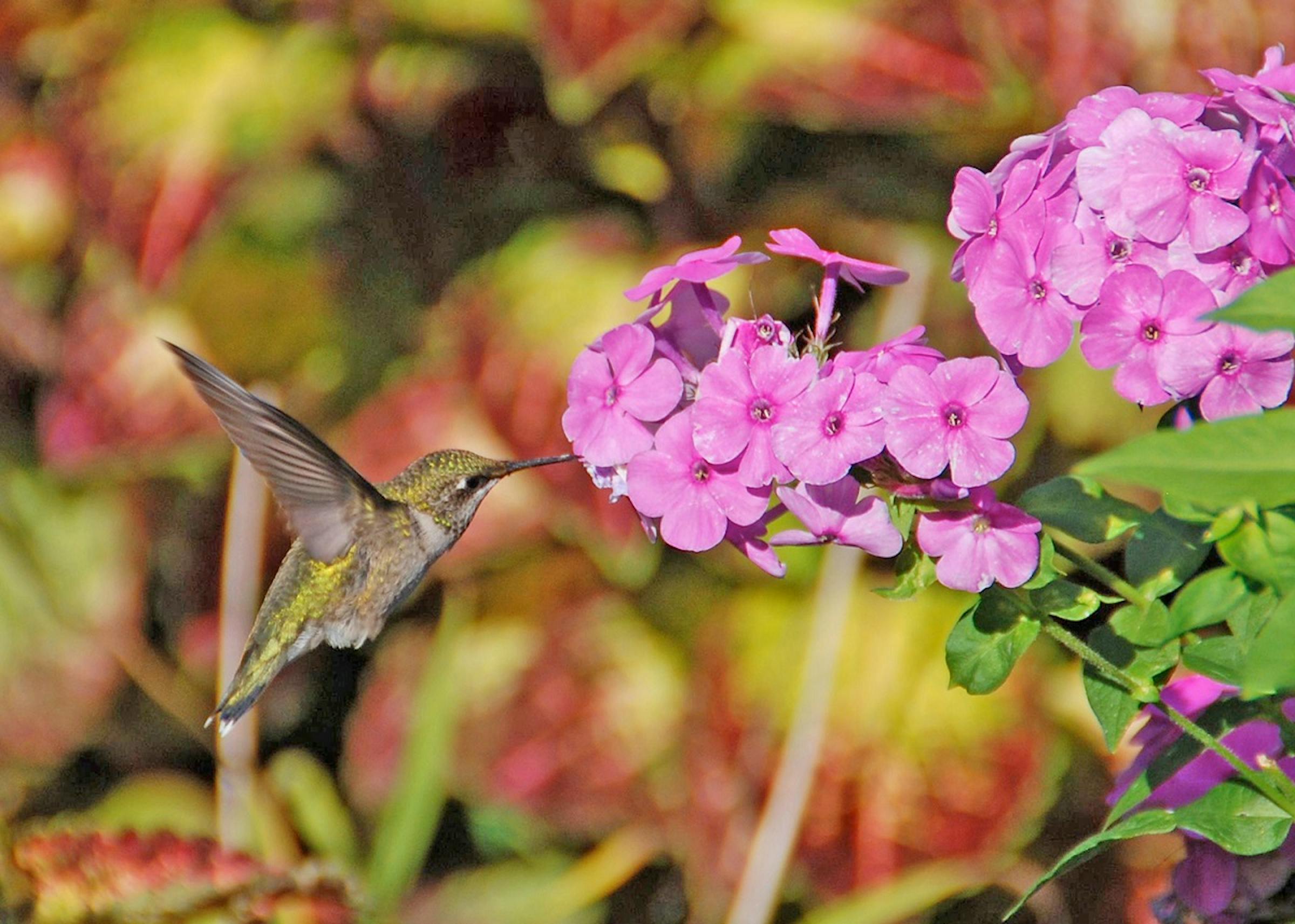 How to create a hummingbird garden