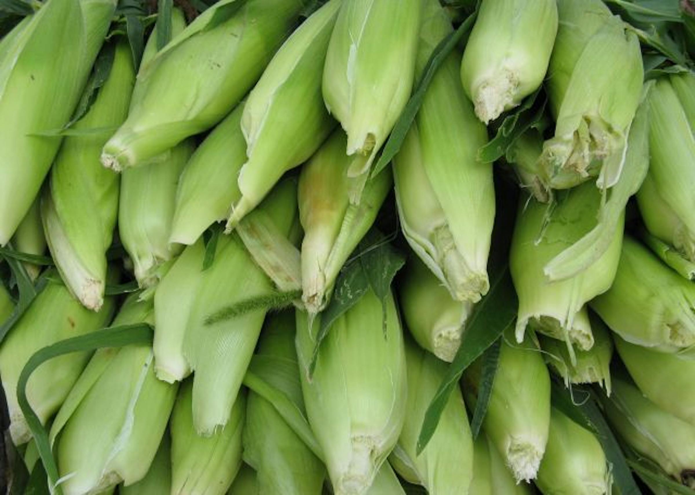 Farmers markets: Catchiest slogan for sweet corn