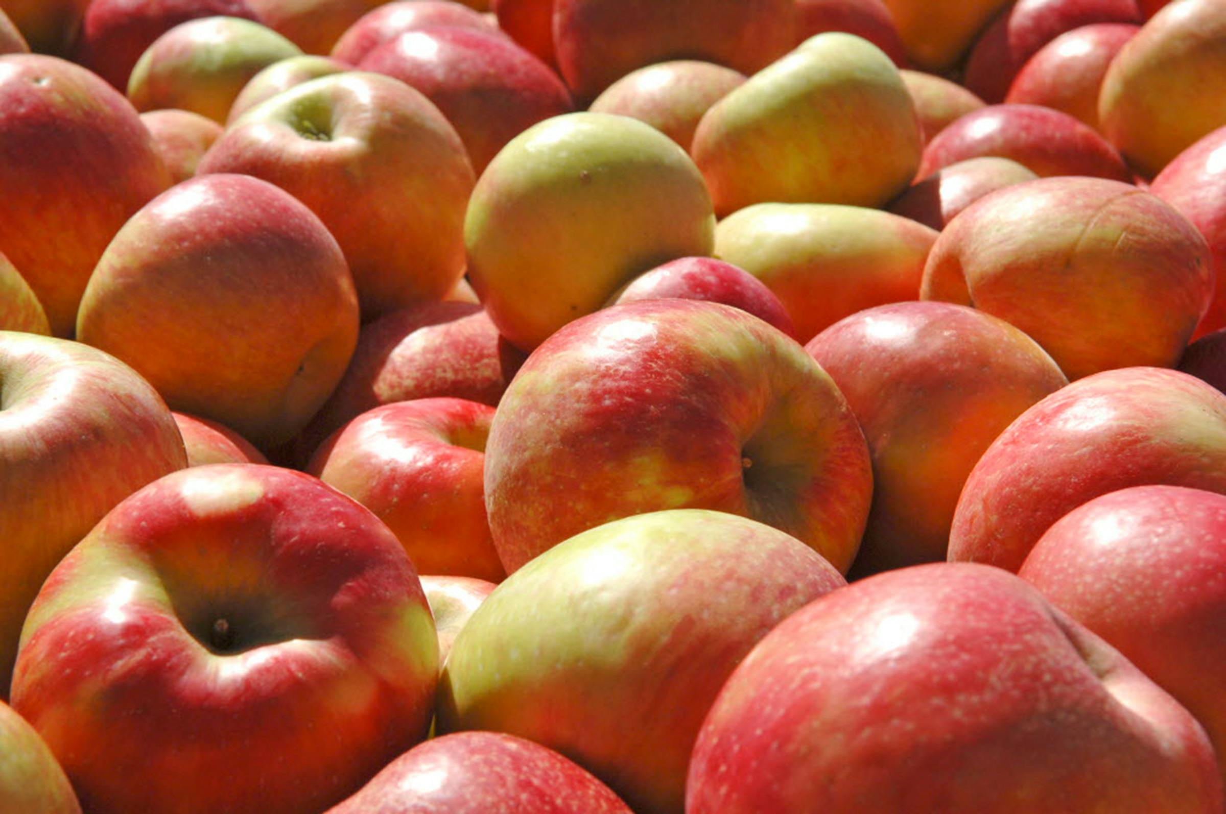 Where to pick apples in Minnesota: List of 42 orchards