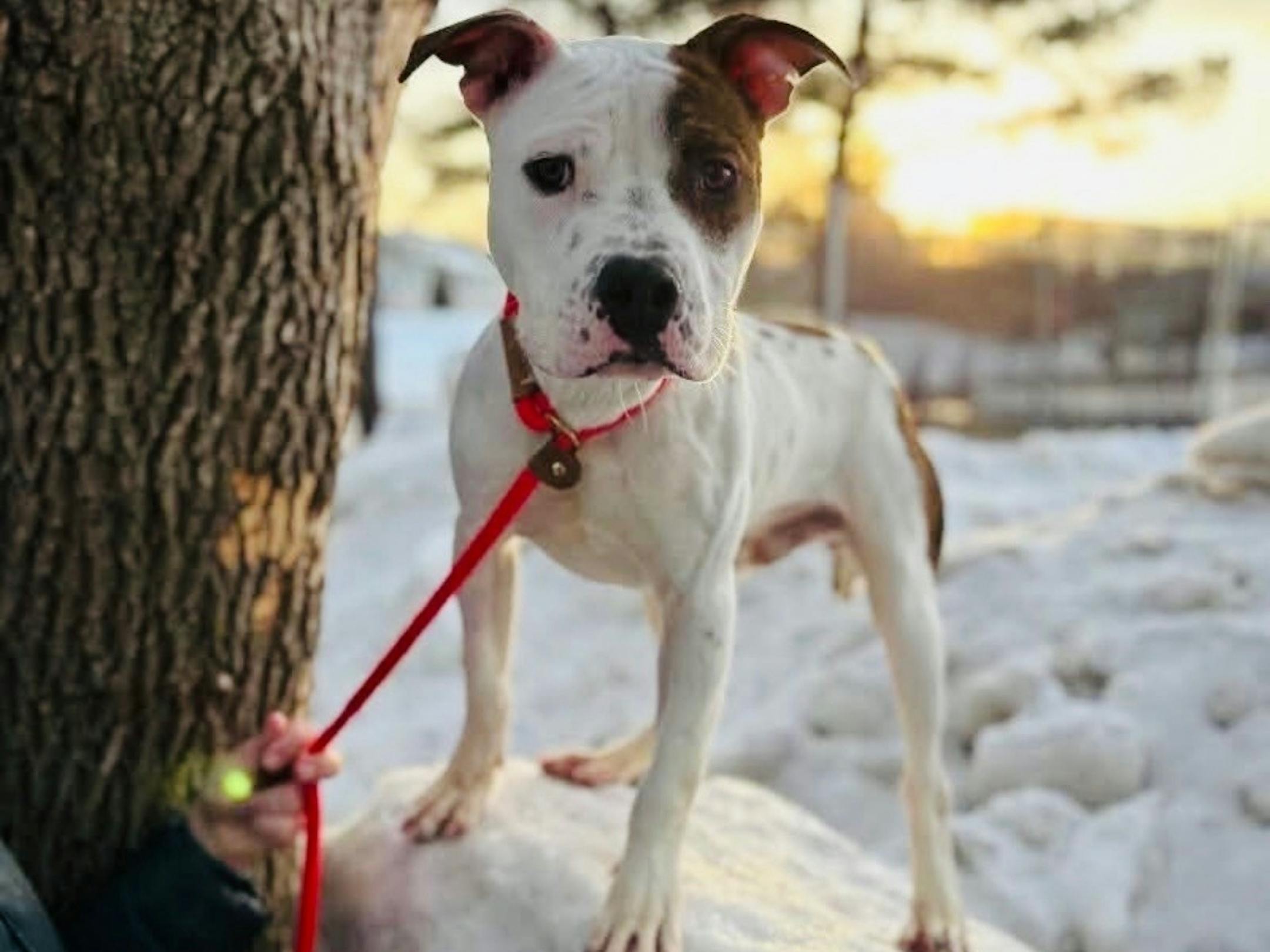 The pets ICE left behind in Minnesota after Operation Metro Surge