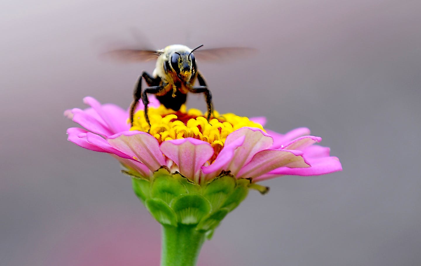 Study: Many 'bee-friendly' plants are toxic bee killers