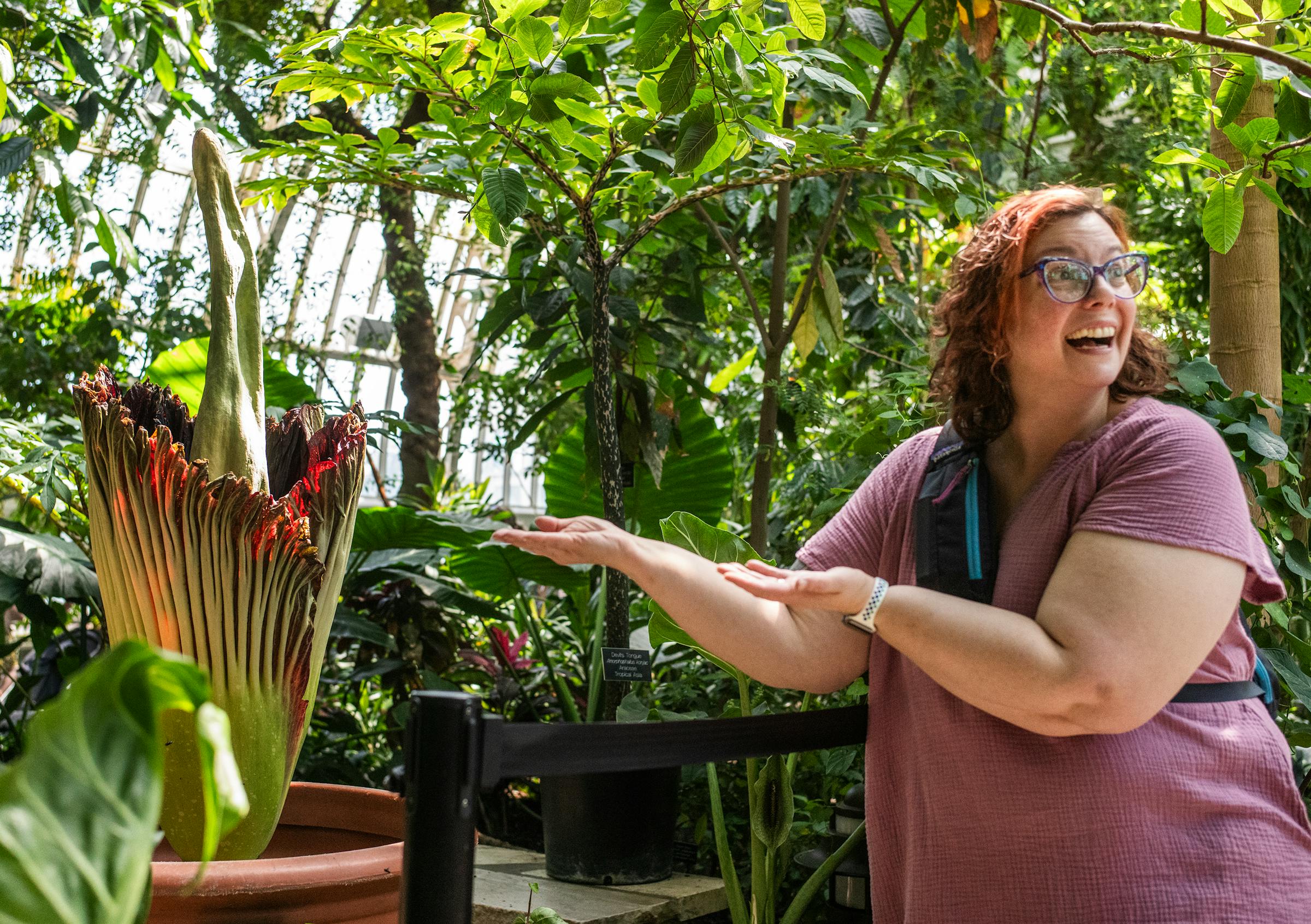 'Horace,' Como Conservatory's corpse flower is blooming. What does it ...