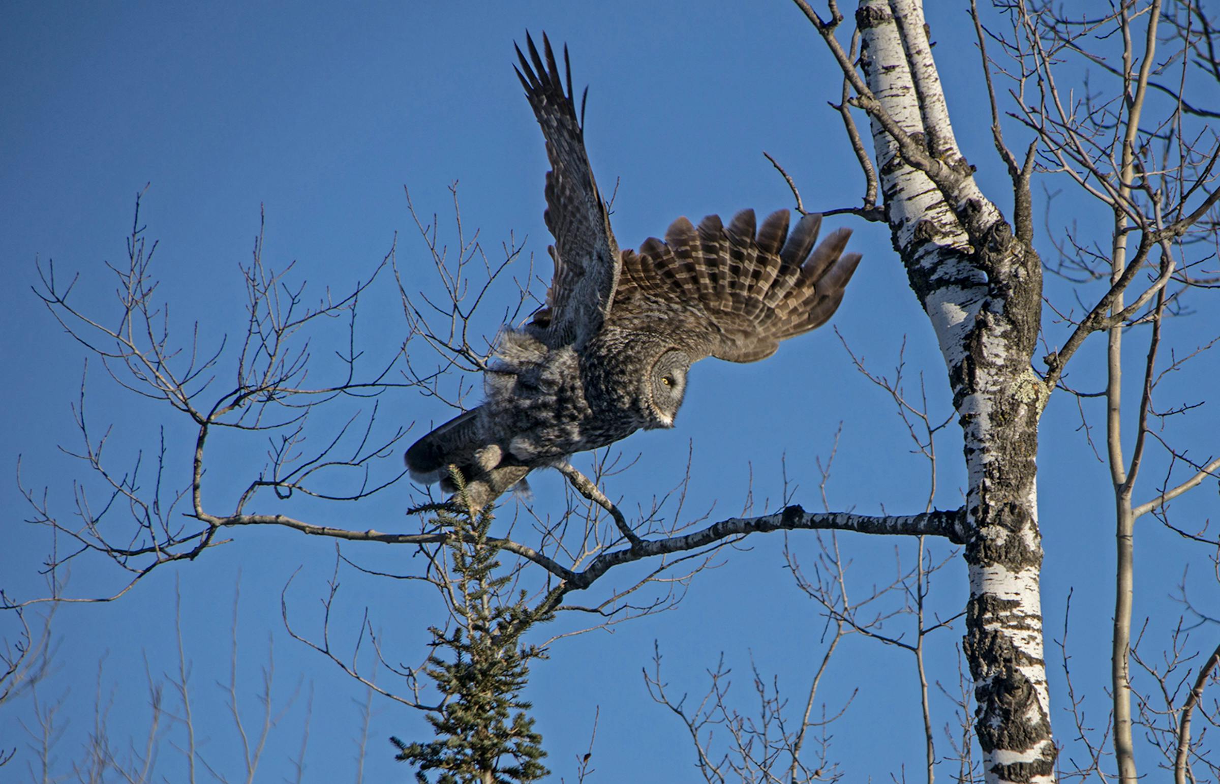 Currents: Richard Hoeg, Duluth photographer, birder, blogger