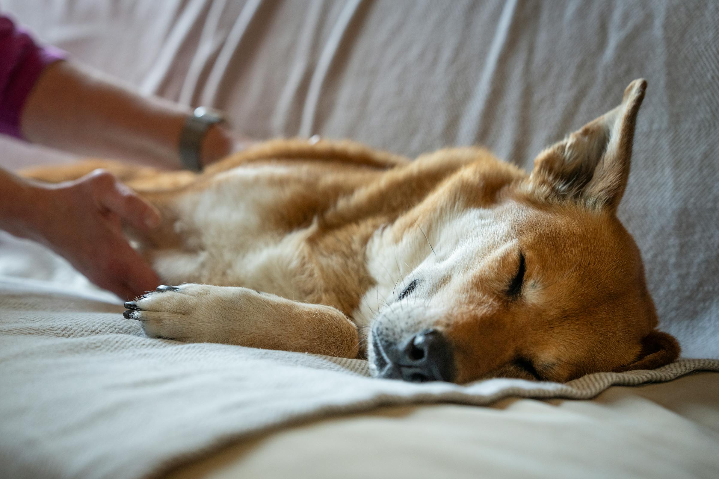 Should I massage my older dog? This Minneapolis masseuse says yes. And ...