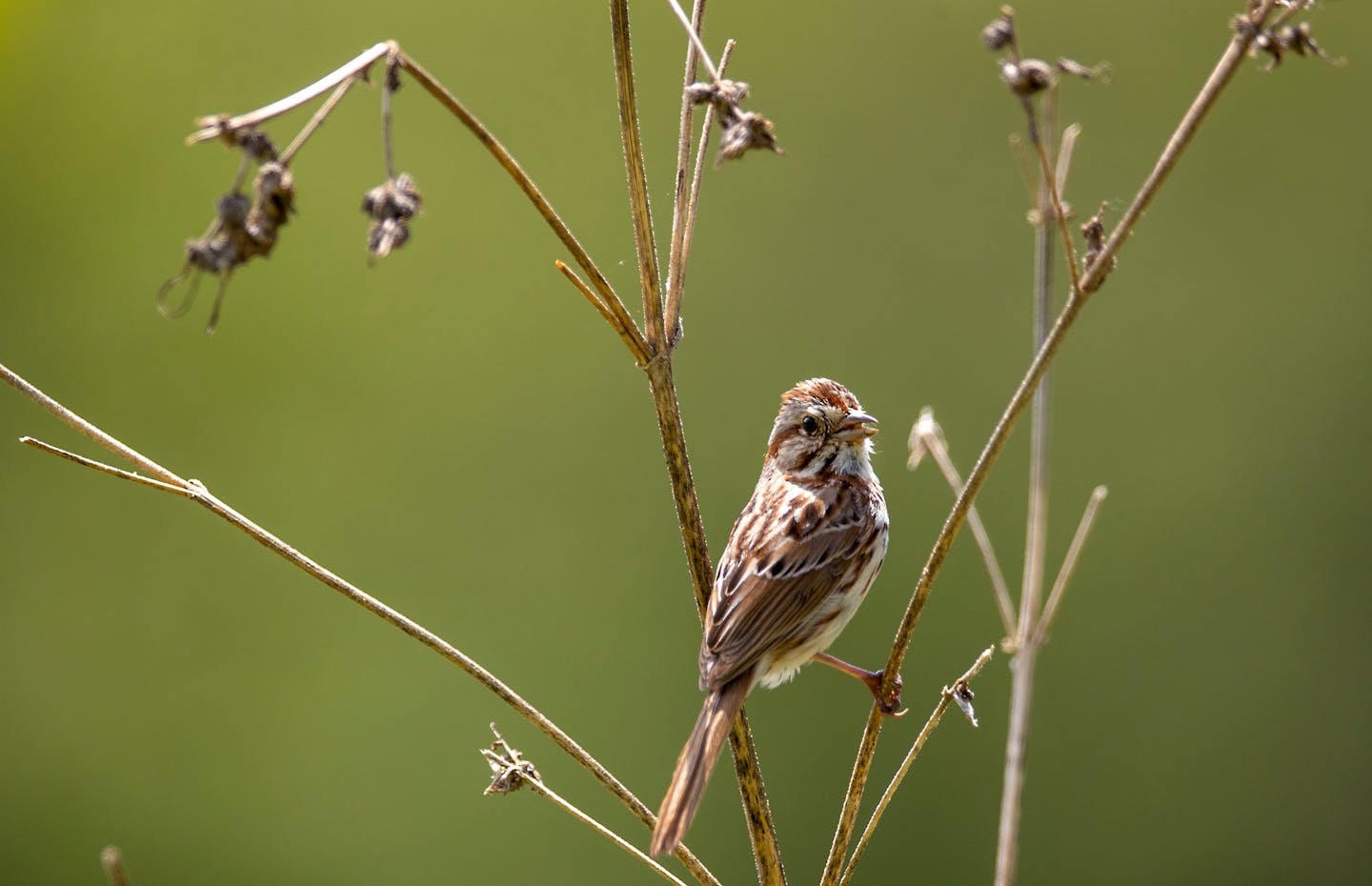 'The Breeding Birds of Minnesota' is a huge, gorgeous look at where ...