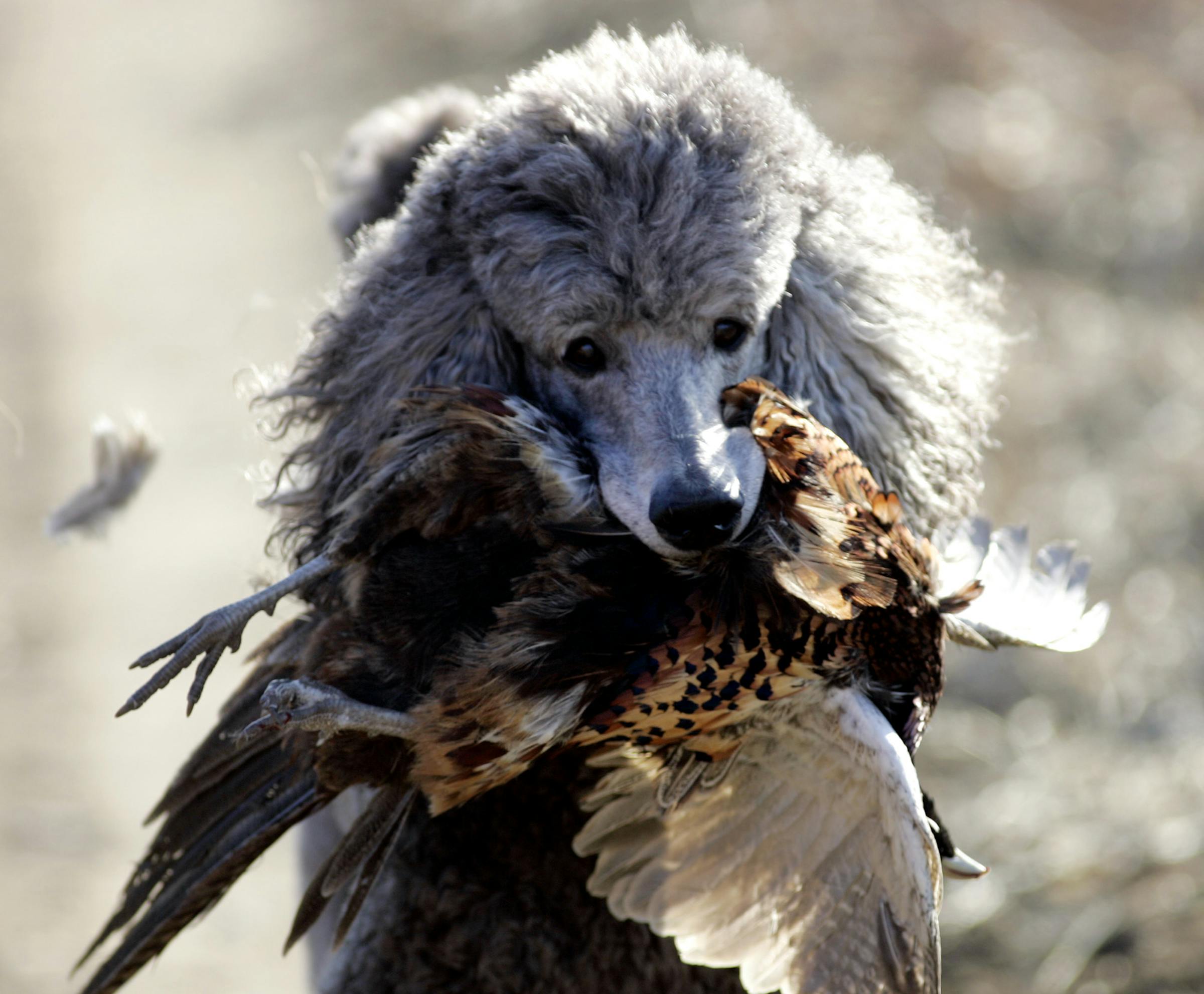 That dog hunts? Yes, poodles can make good hunting dogs, too