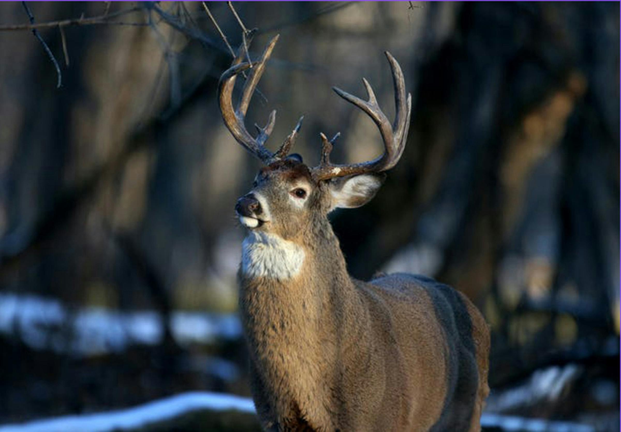 Interest grows in stopping spread of CWD in Minnesota