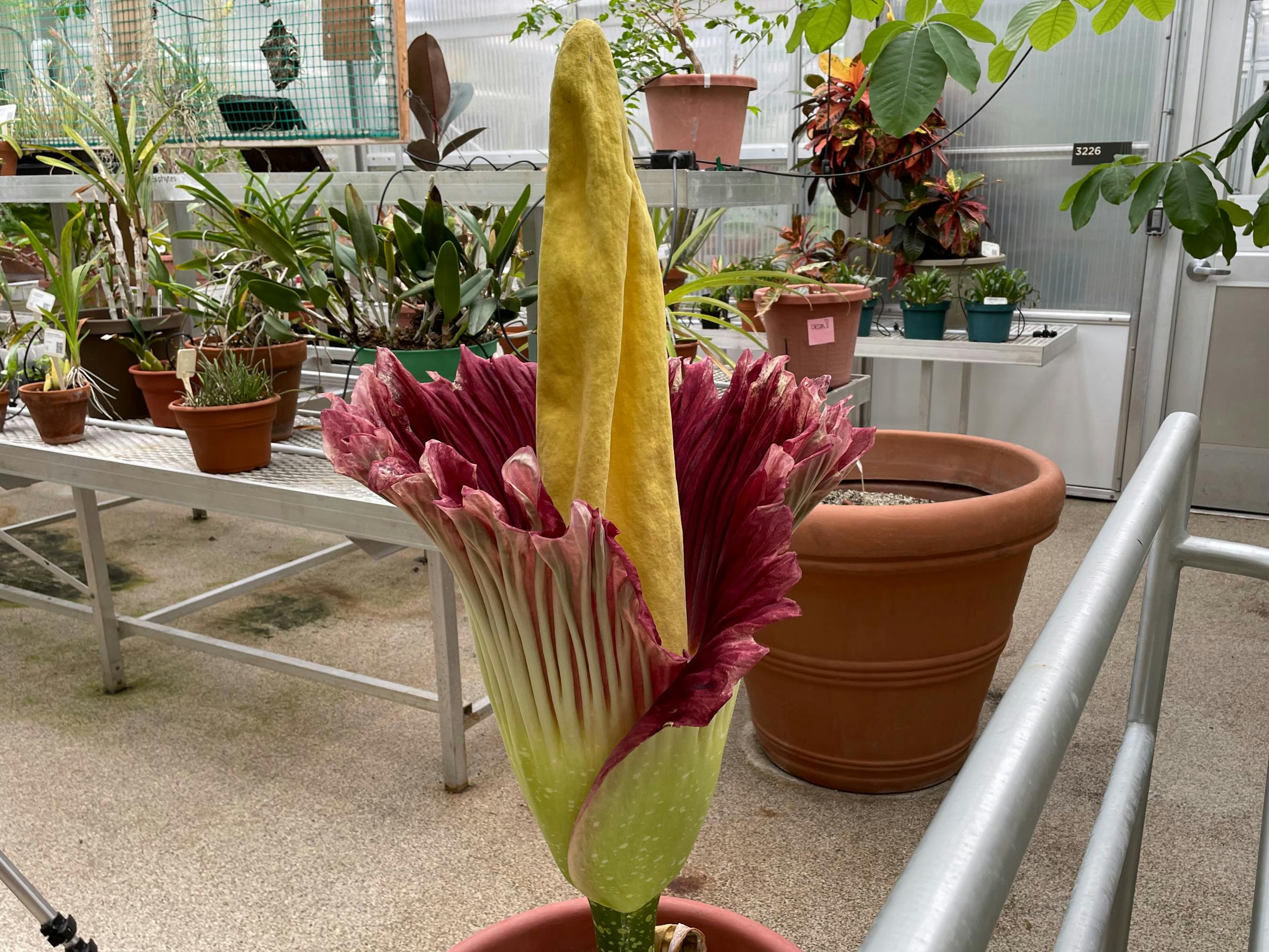 Fishy-smelling corpse flower blooms at Gustavus Adolphus College