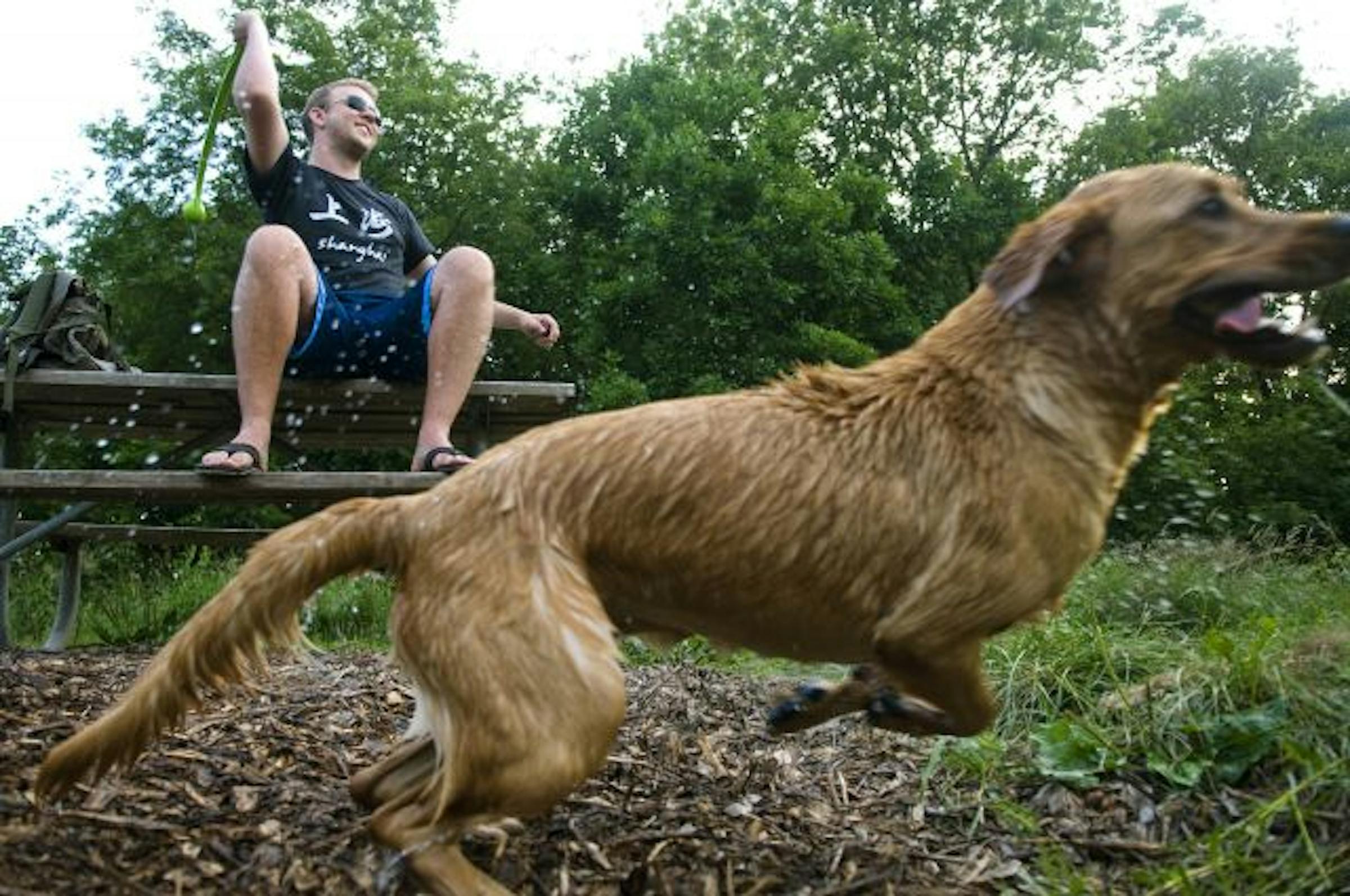 Dog owners irked by fence at Shoreview park