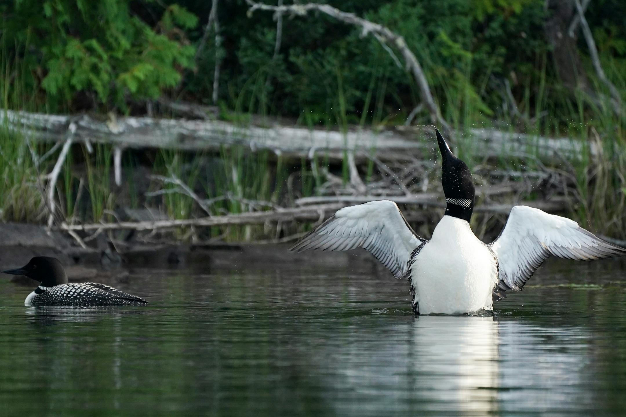 How common is it for loons to attack humans?