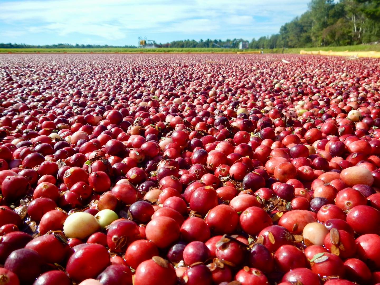 You can wade in the red marshes of Wisconsin cranberry country