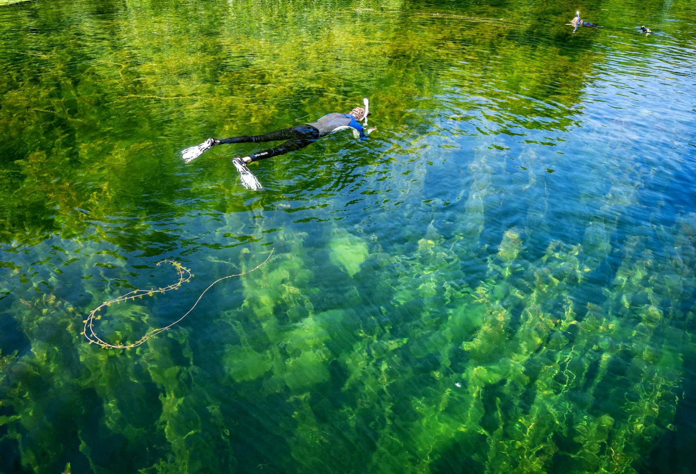 Minnesota students raise weevils to fight invasive milfoil