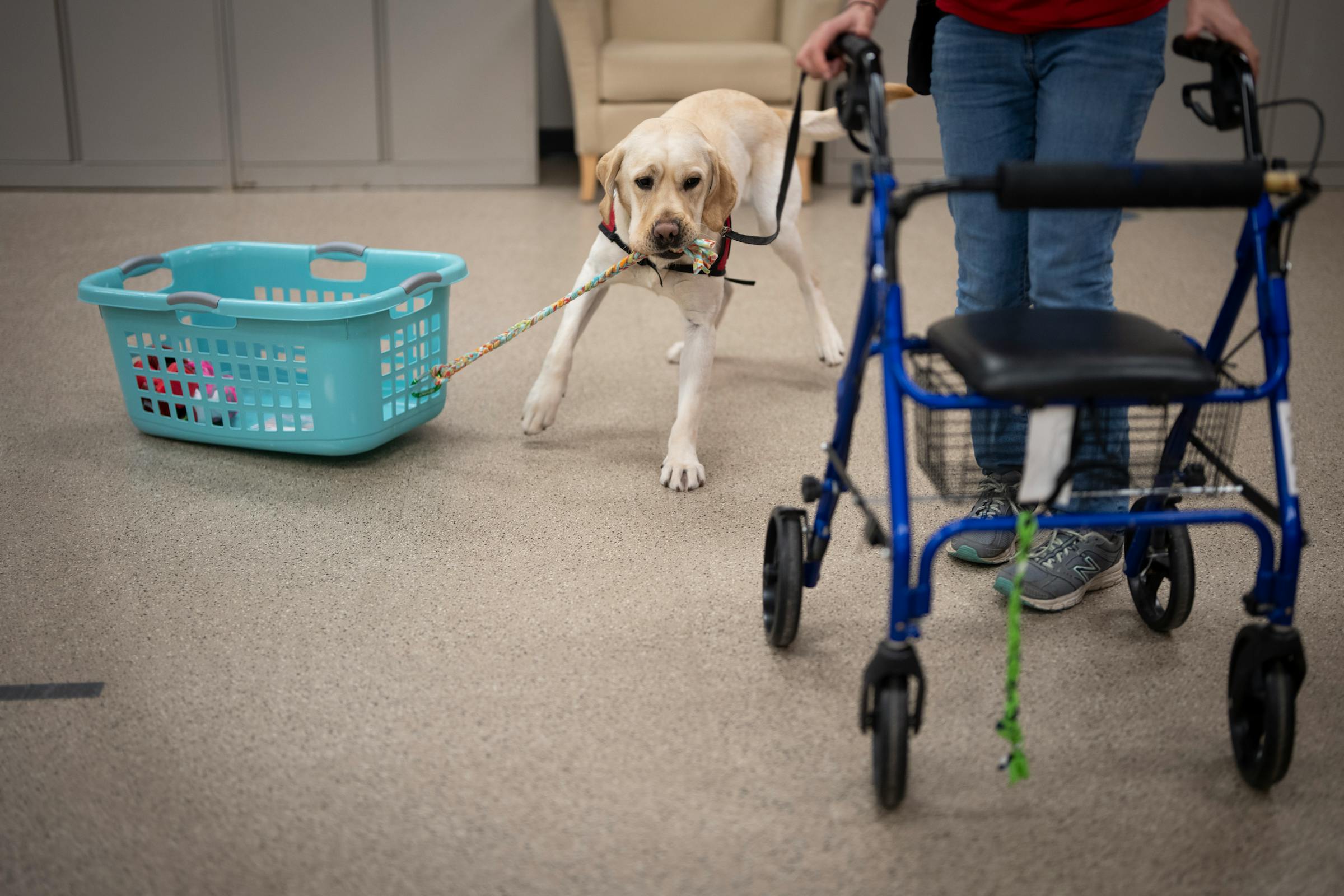 Service dogs’ roles expand to help more people with disabilities