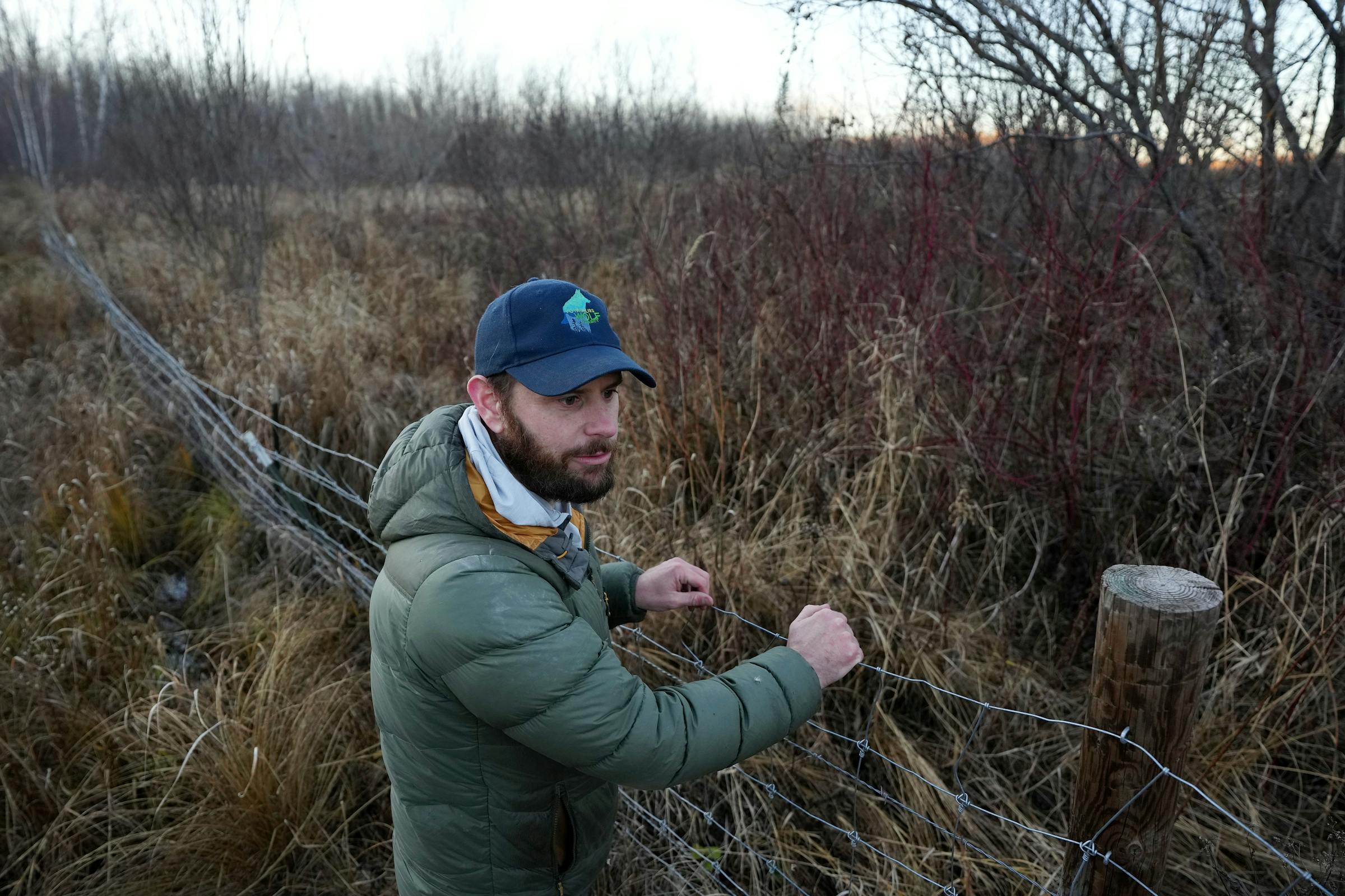 A clever wolf repeatedly snuck into a Minnesota ranch. Biologists with ...