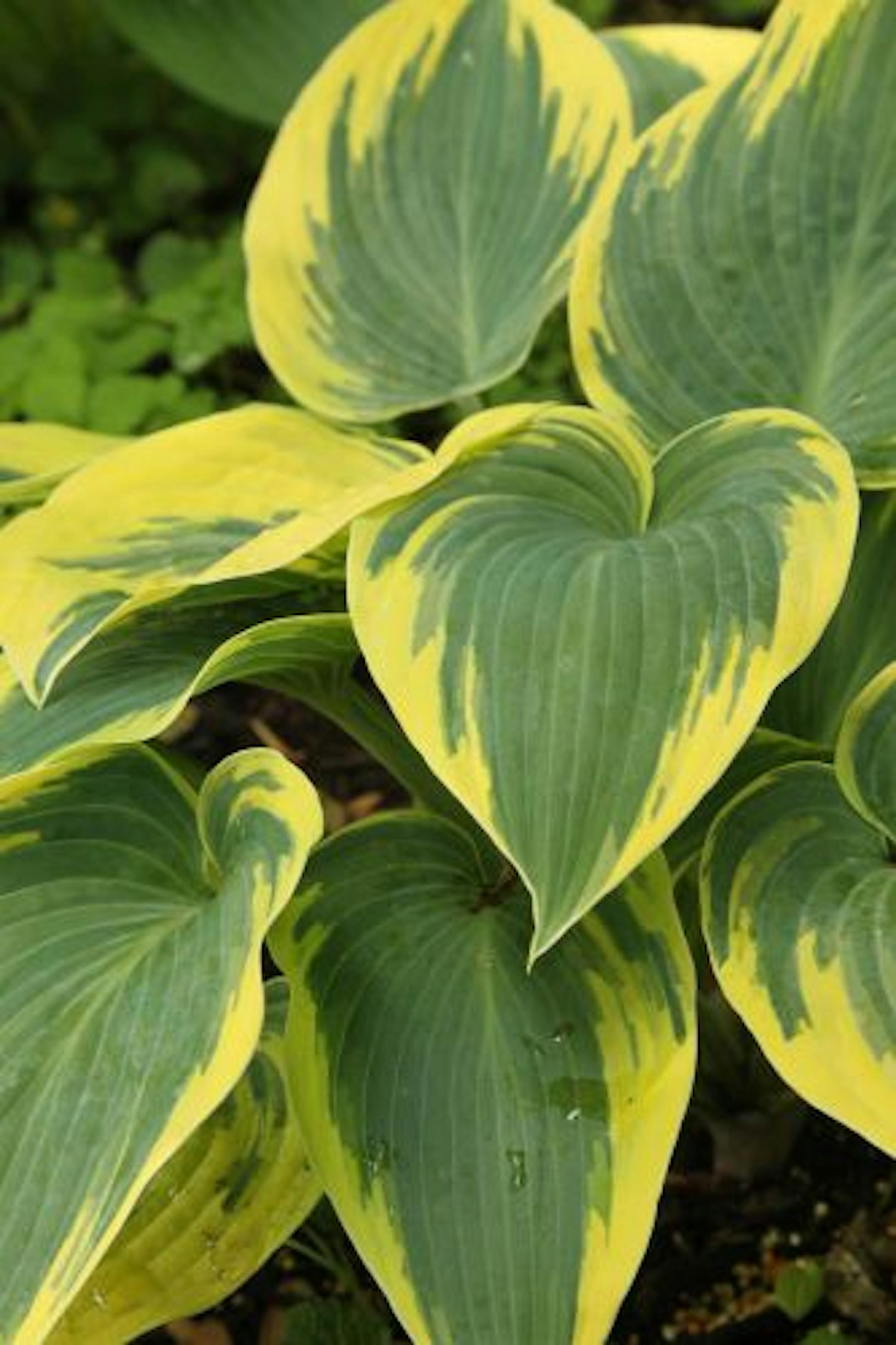 The dirt: Hostas on parade