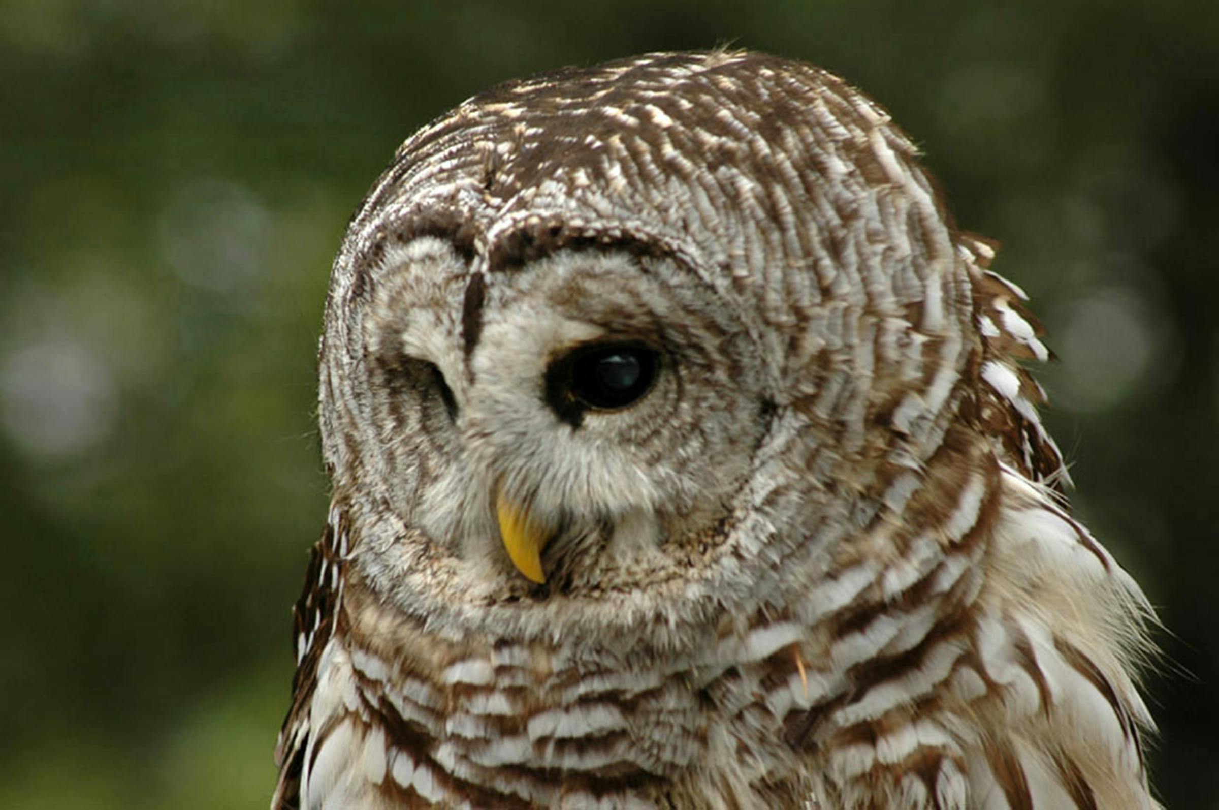 Thursday is Owl Awareness Day
