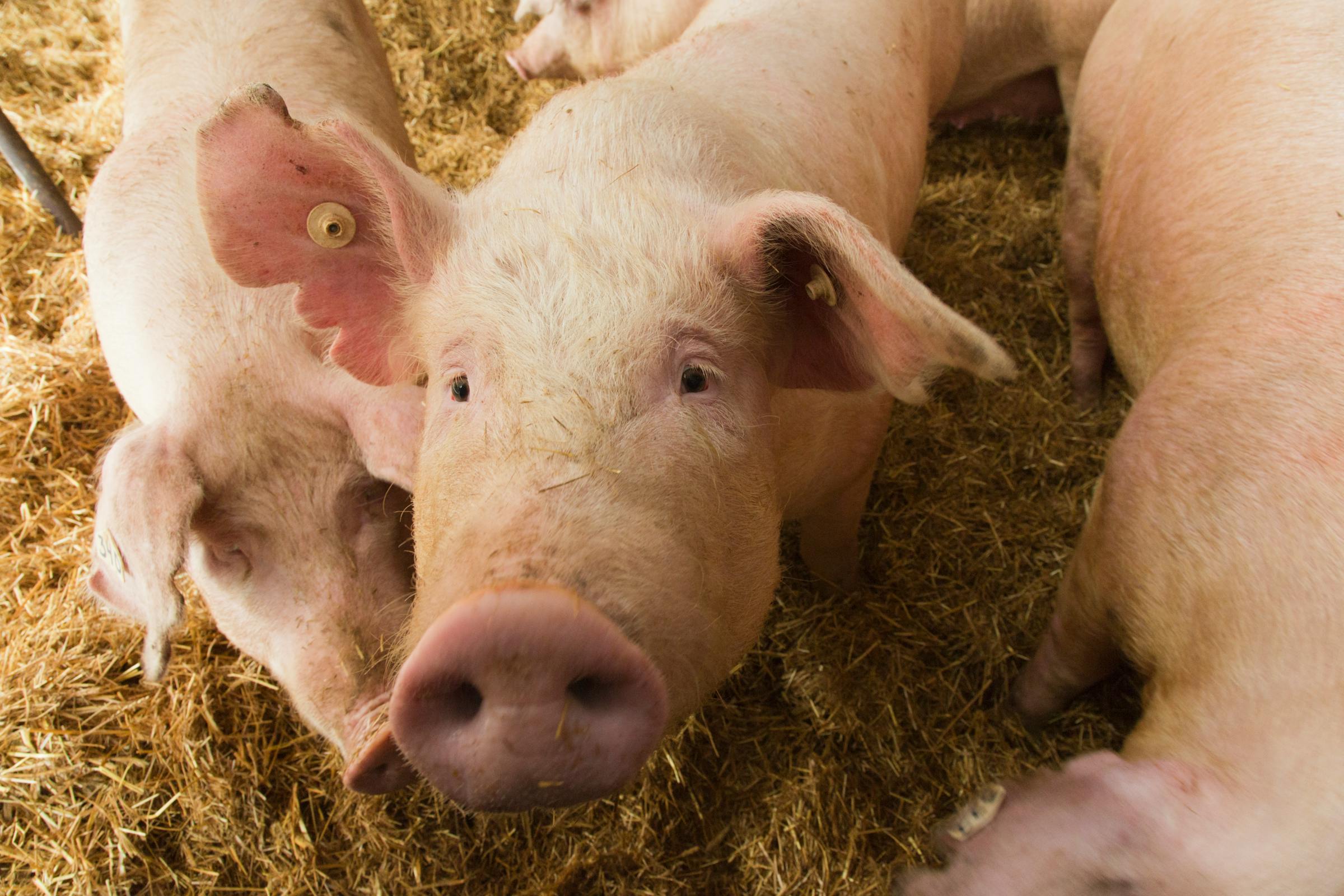 Minnesota pork producers eye 40% greenhouse gas reduction by end of decade